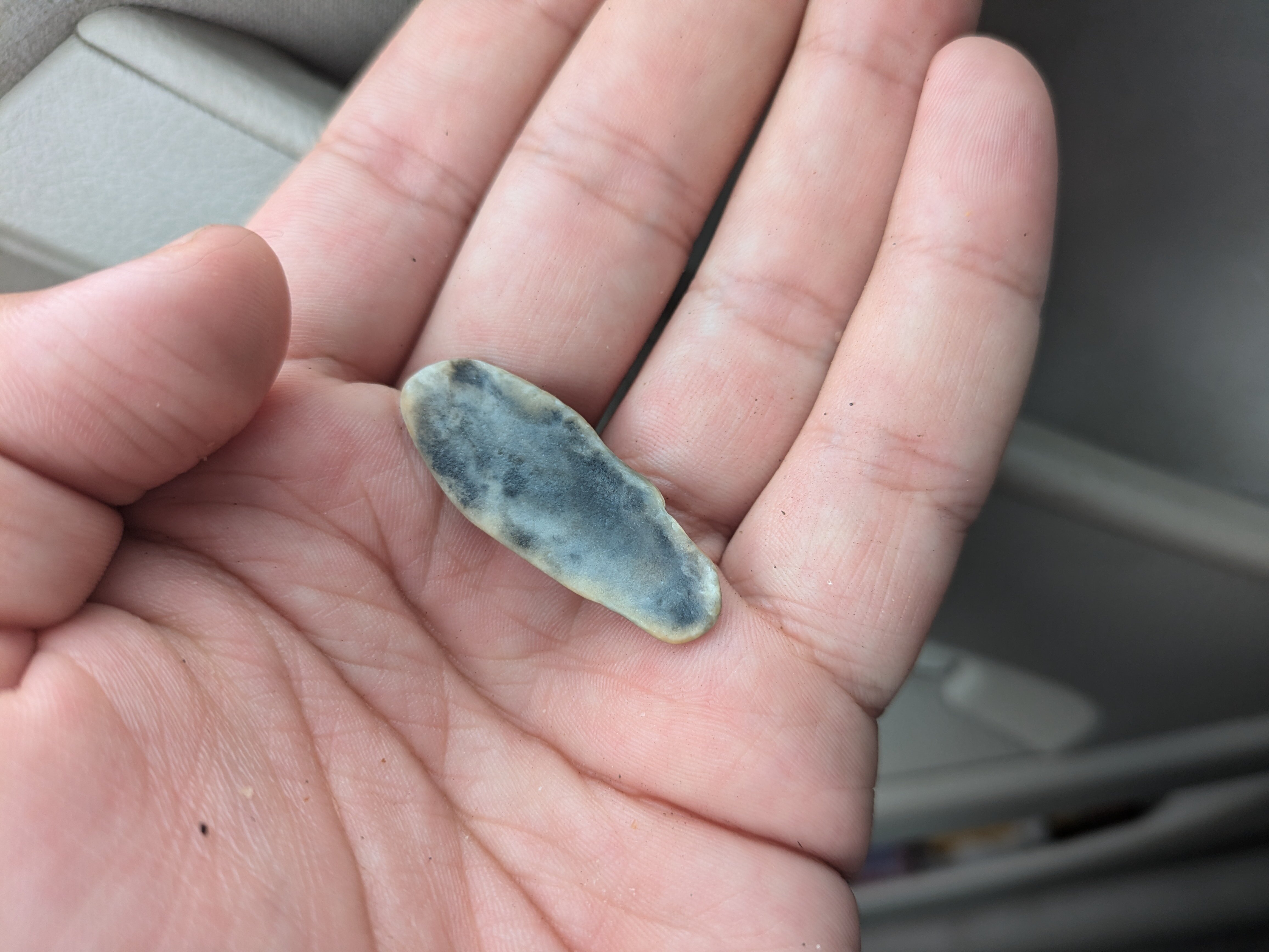 Is this a fossilized bivalve shell? (California, Purisima Formation ...