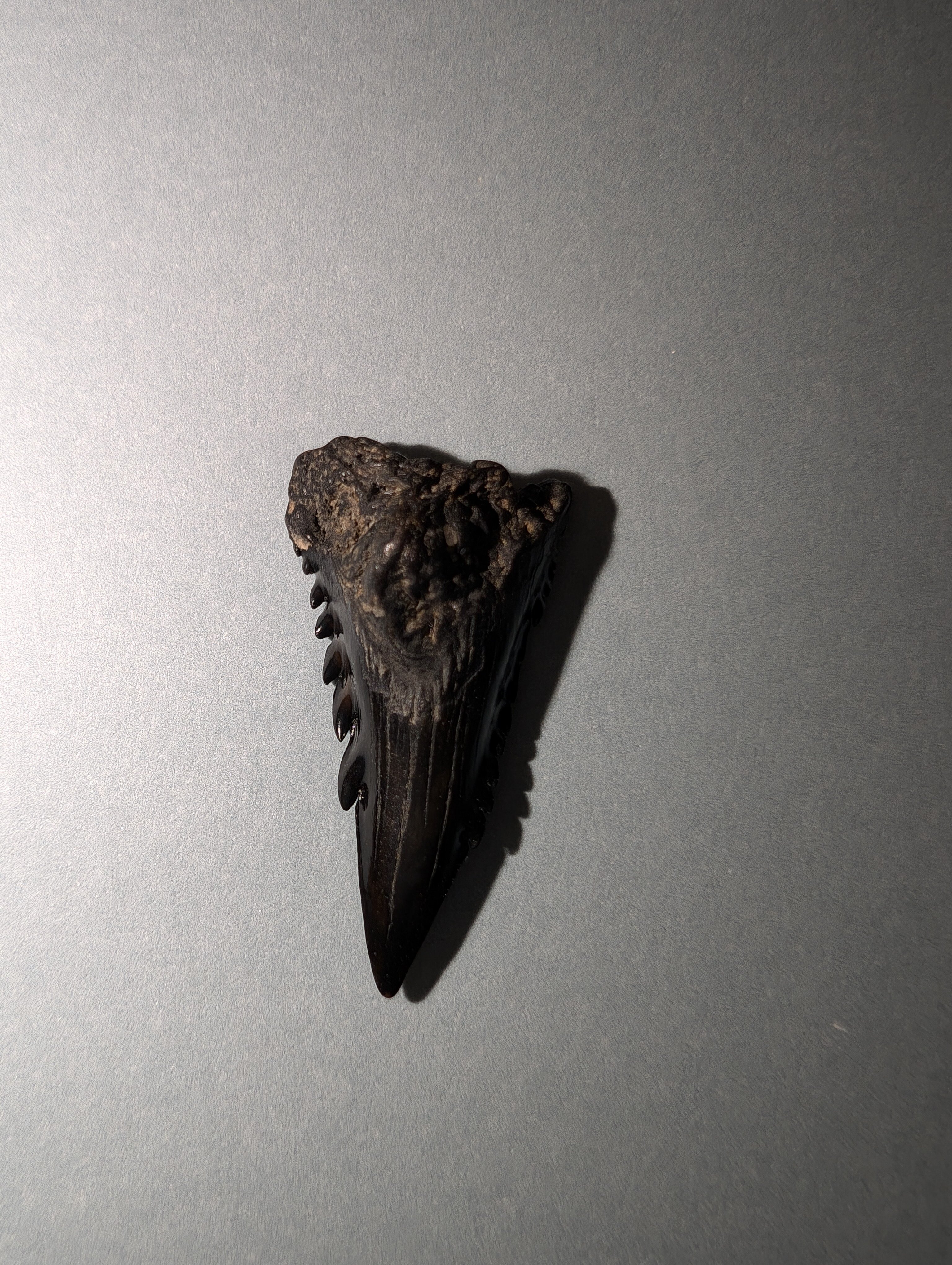 Shark Tooth Serrations - Fossil ID - The Fossil Forum