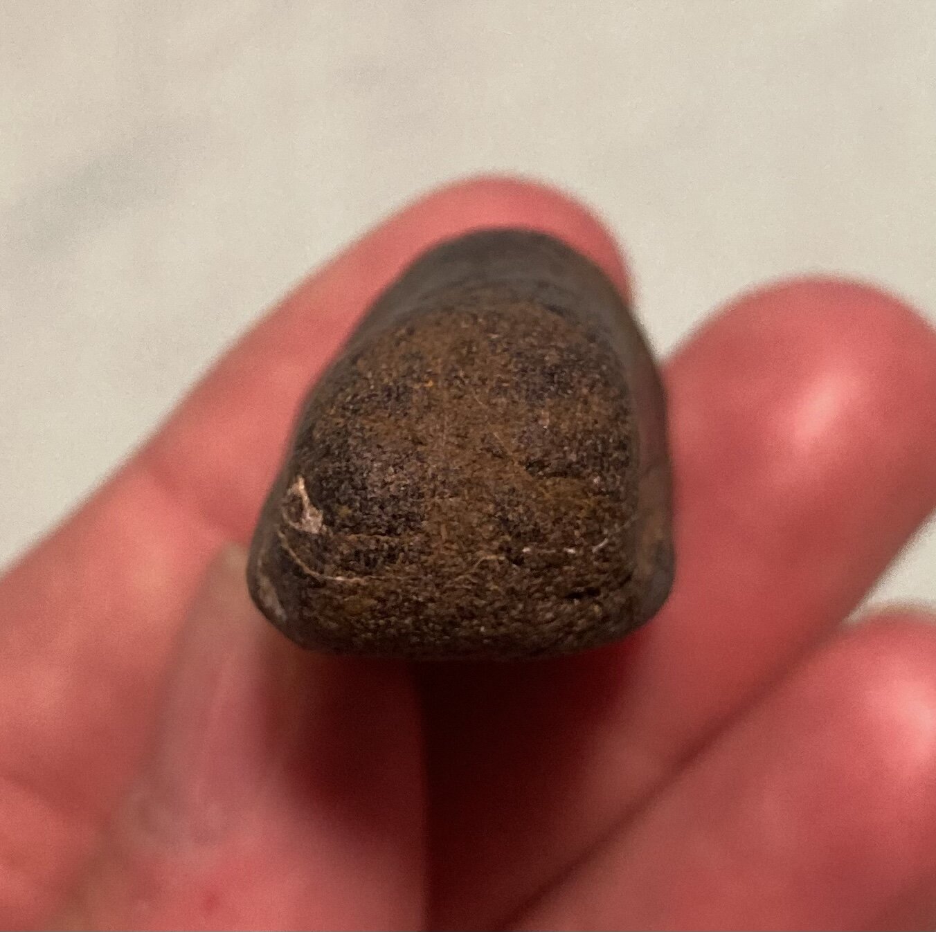 Isle of Wight reptile bones (Early Cretaceous, Wessex Formation ...