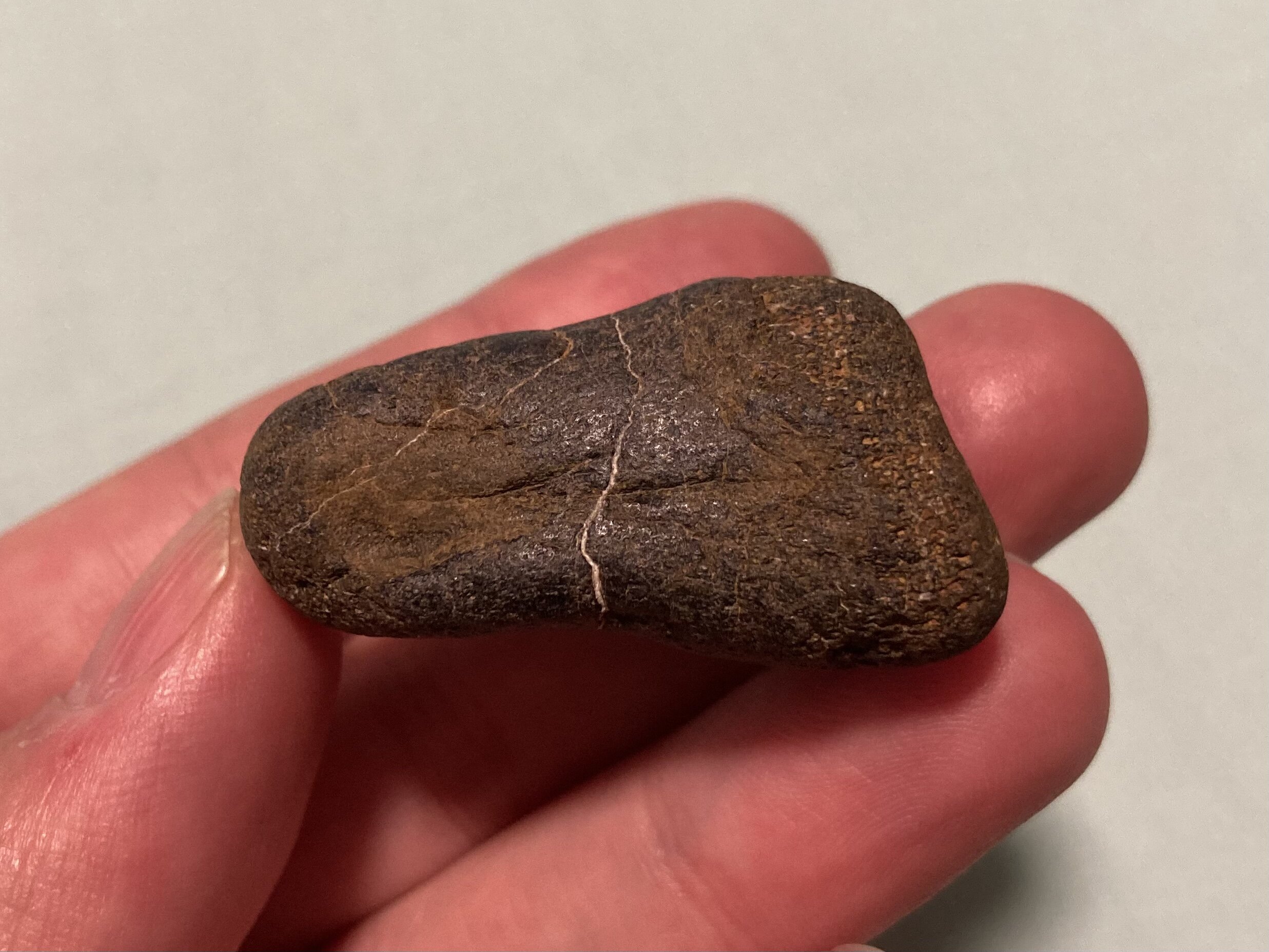 Isle of Wight reptile bones (Early Cretaceous, Wessex Formation ...