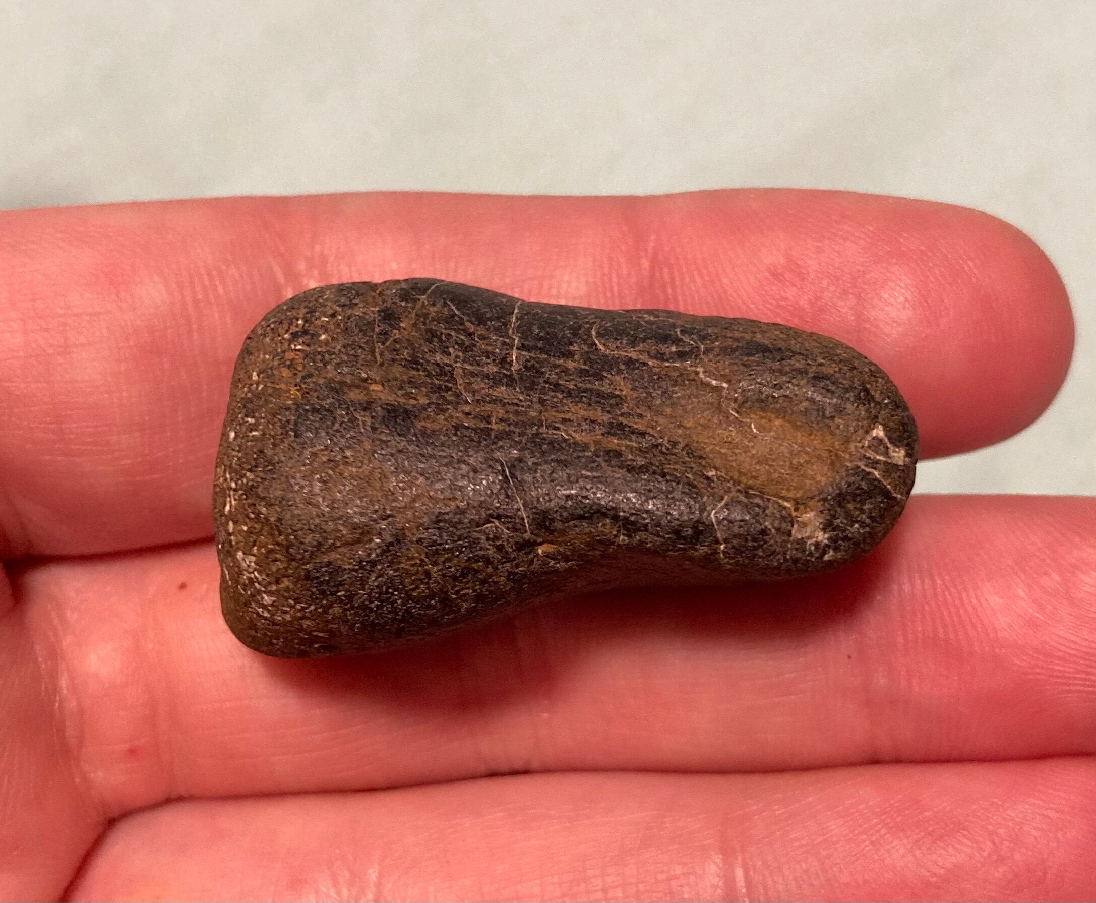 Isle of Wight reptile bones (Early Cretaceous, Wessex Formation ...