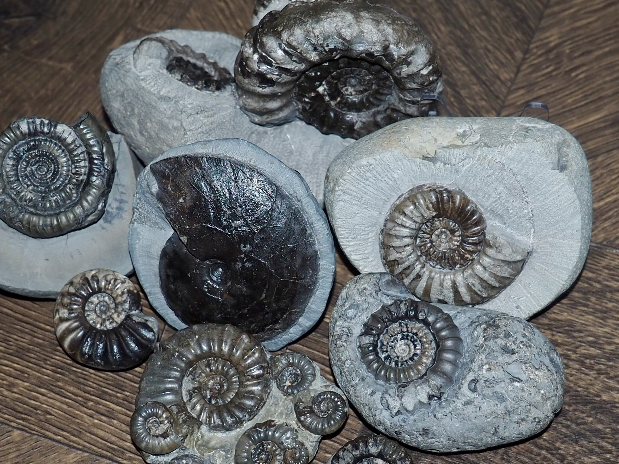 Yorkshire Coast Lower Lias Ammonites - Member Collections - The Fossil ...