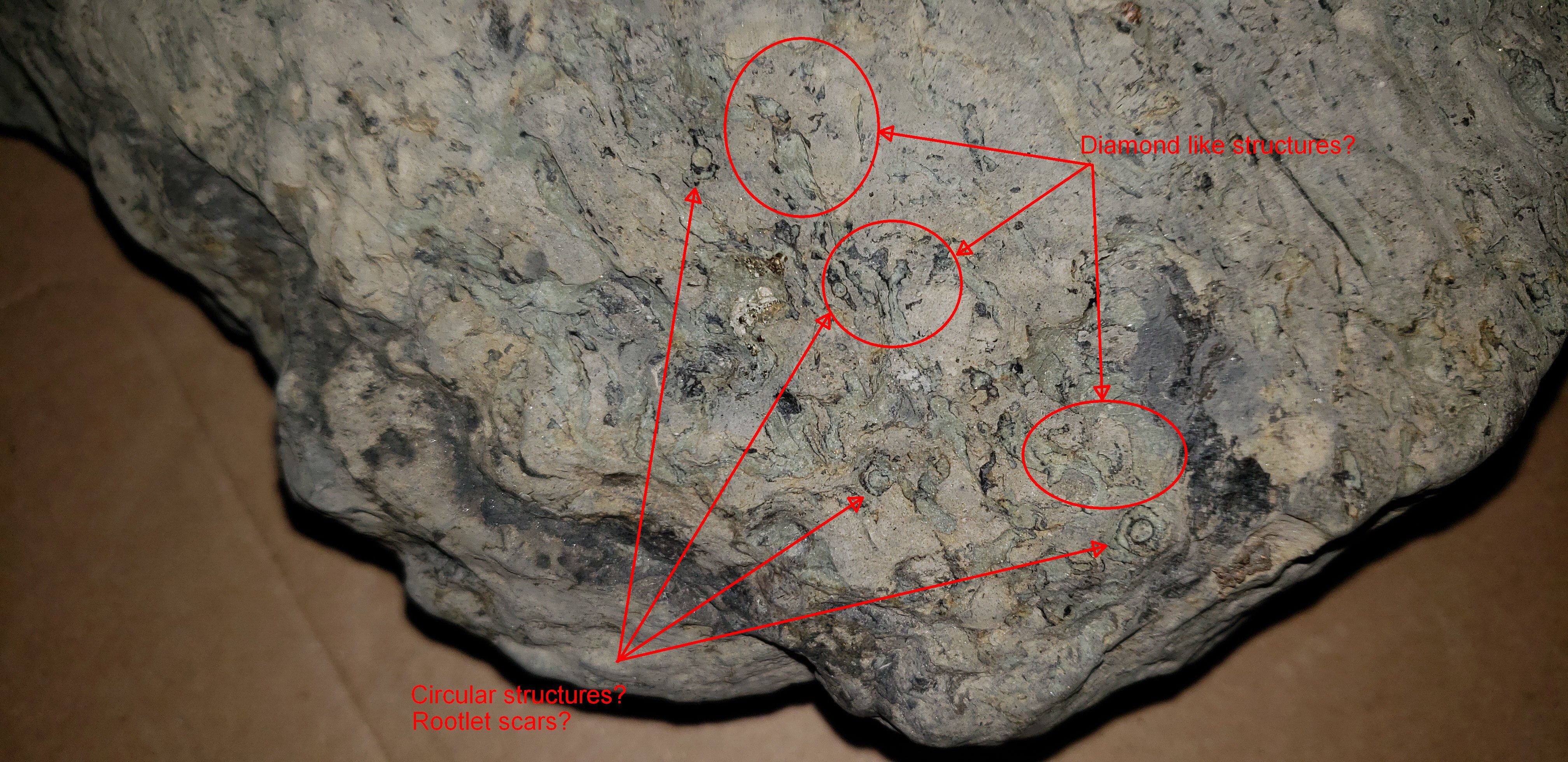 Fat Stigmaria, or some other part? - Fossil ID - The Fossil Forum