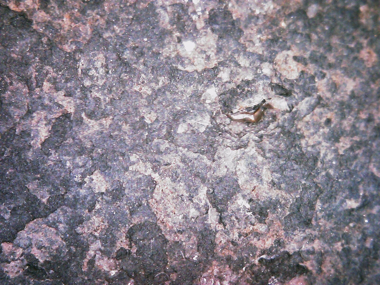Anyone got an idea? Stark Shale Fish Blob (Missouri) - Fossil ID - The ...