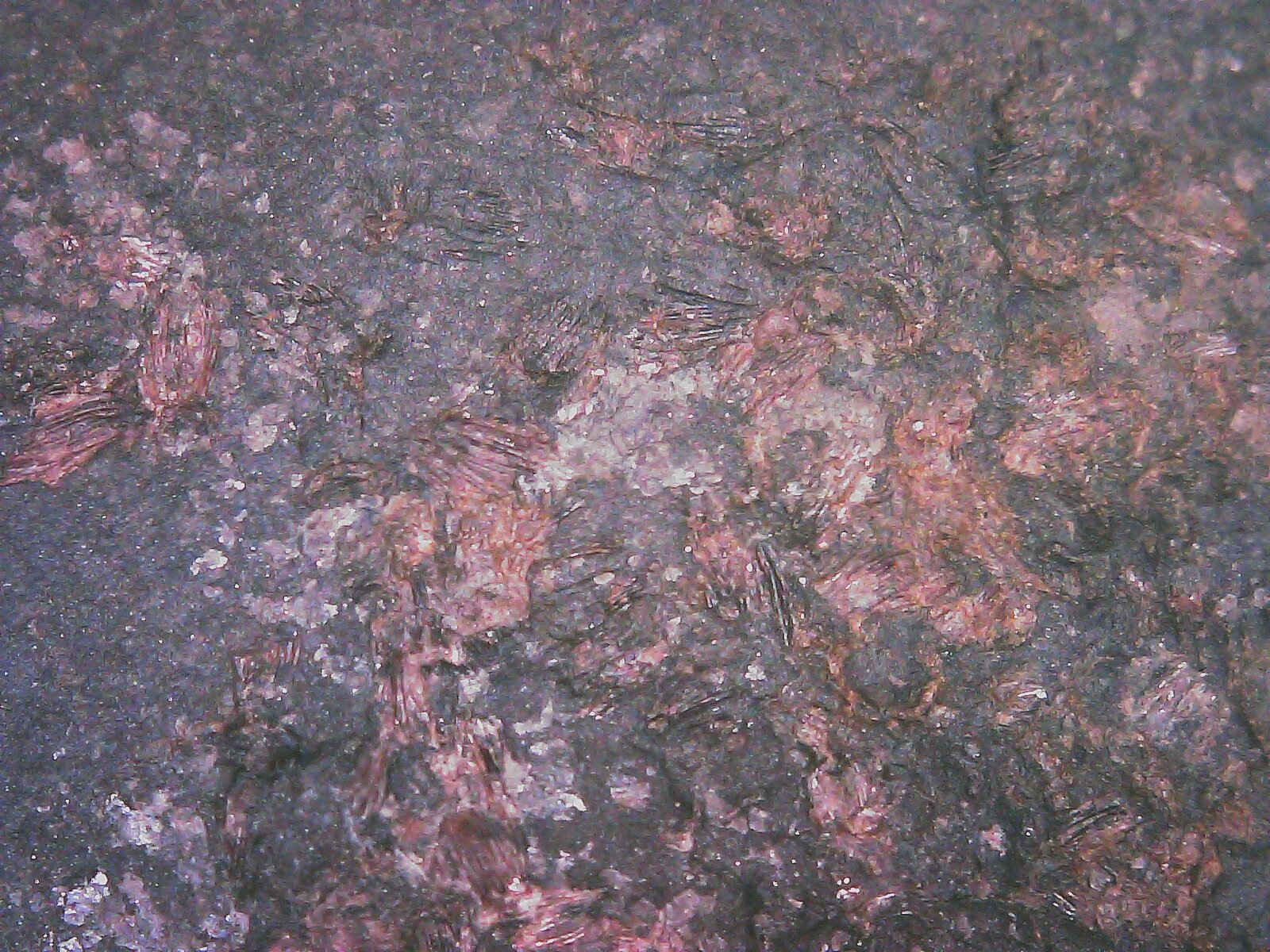 Anyone got an idea? Stark Shale Fish Blob (Missouri) - Fossil ID - The ...