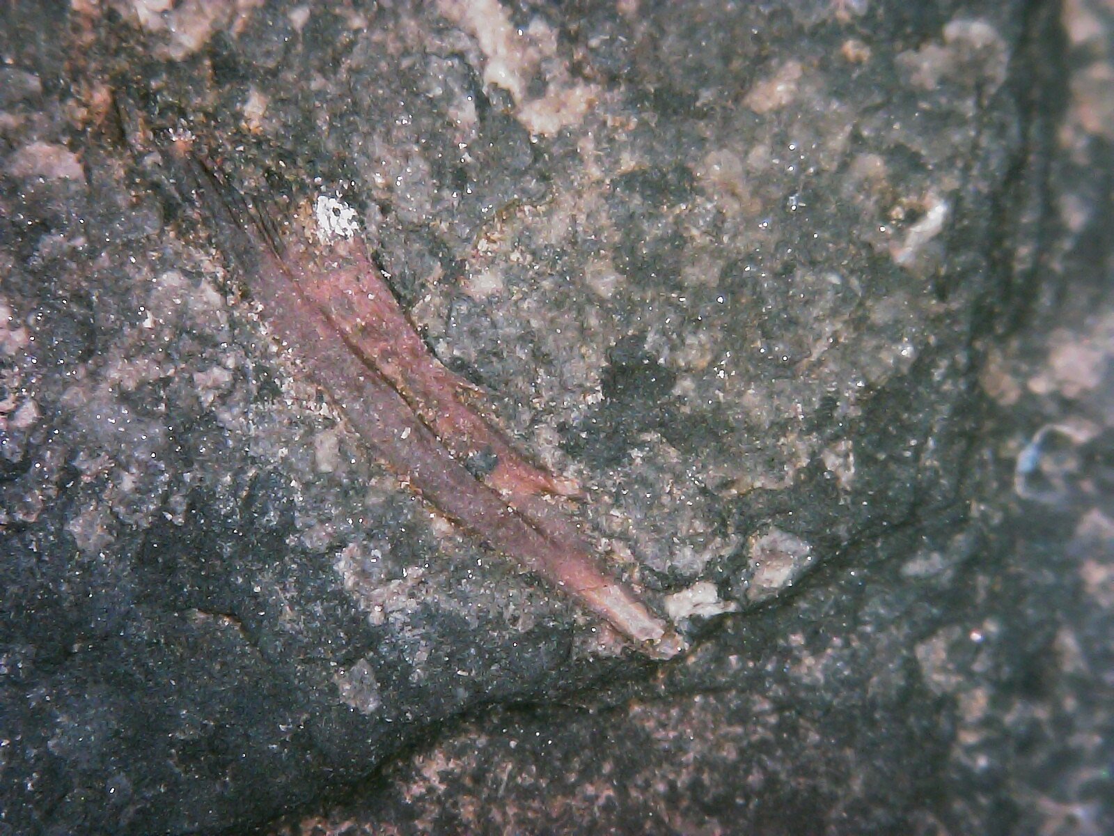 Anyone got an idea? Stark Shale Fish Blob (Missouri) - Fossil ID - The ...