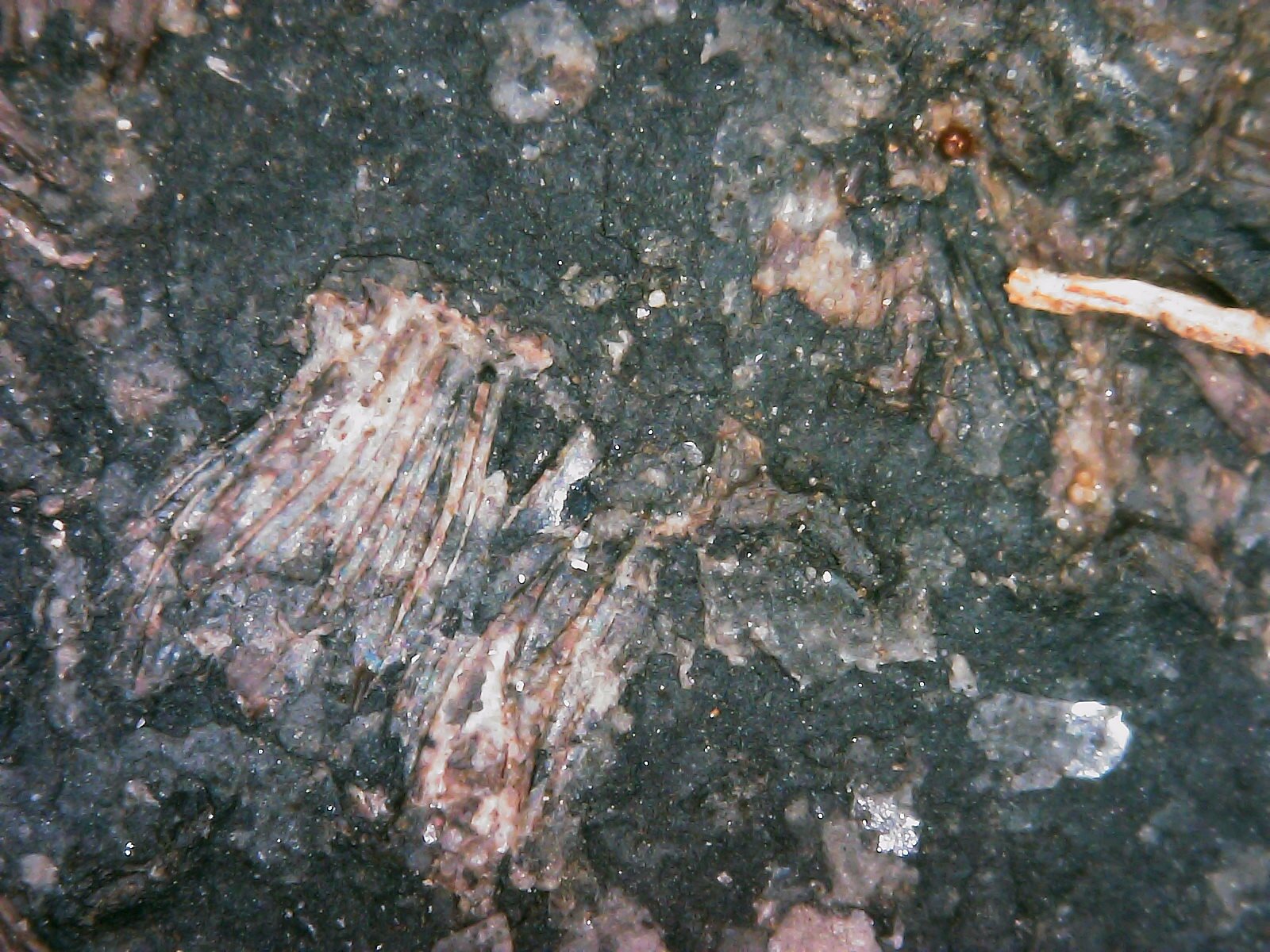 Anyone got an idea? Stark Shale Fish Blob (Missouri) - Fossil ID - The ...