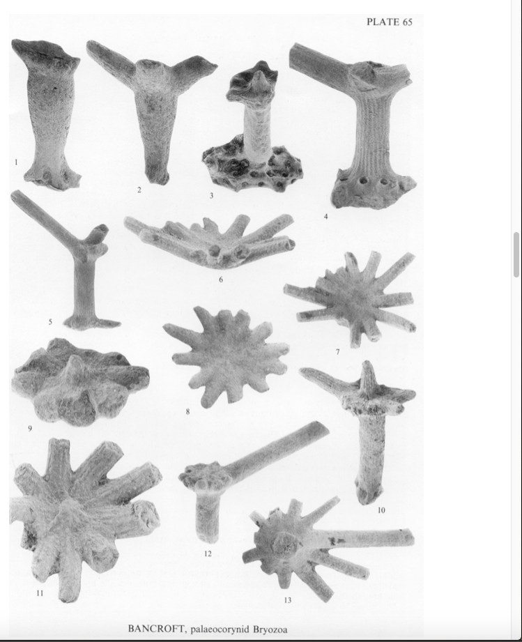 Bryzoan pop-sickle - Fossil ID - The Fossil Forum