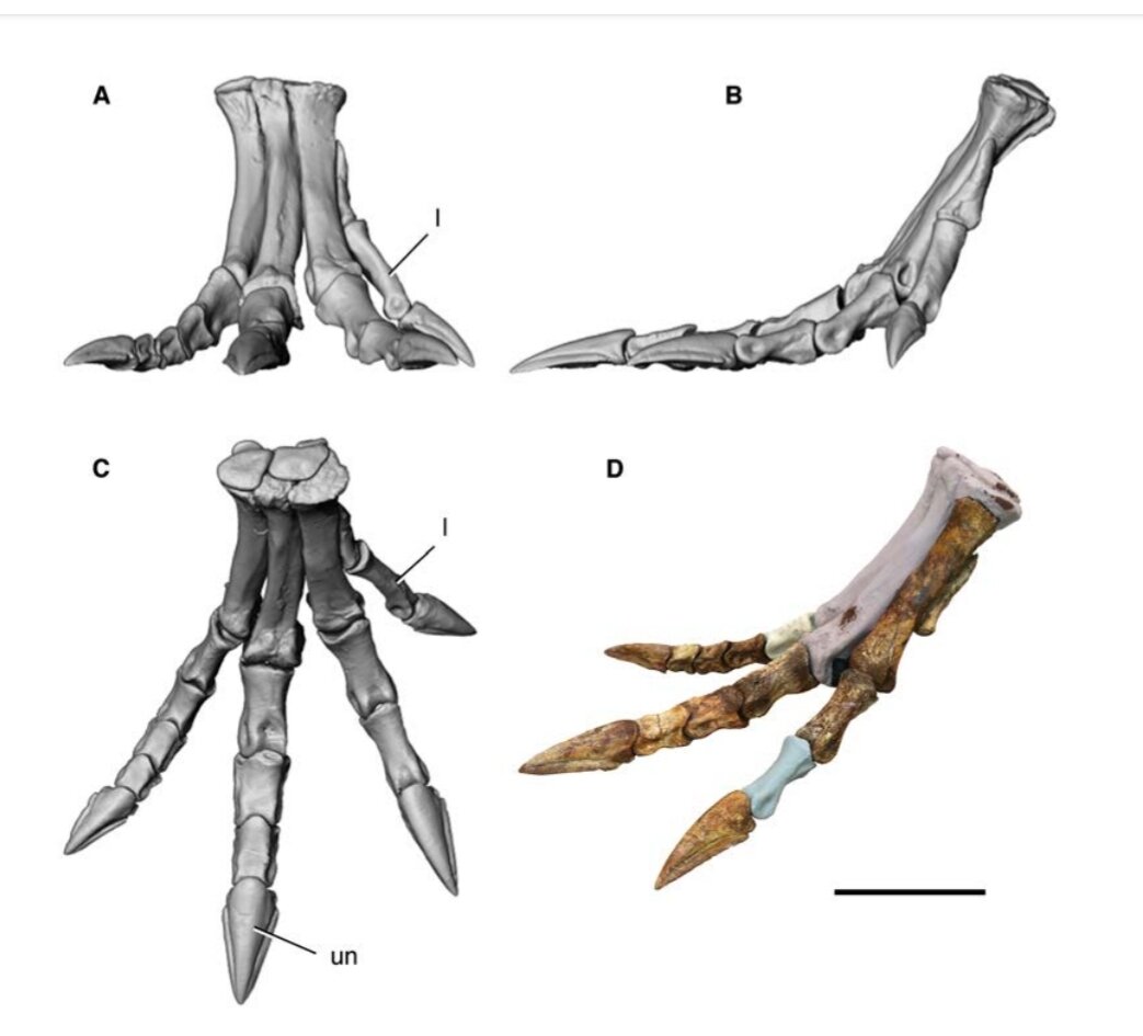 Real Spinosaurus foot claw ? - Is It Real? How to Recognize Fossil ...