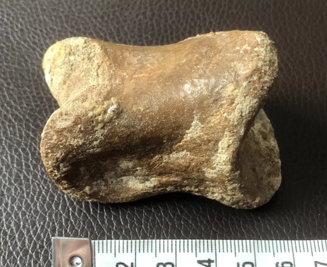 Real moroccan Spinosaurus toe bones ? - Is It Real? How to Recognize ...