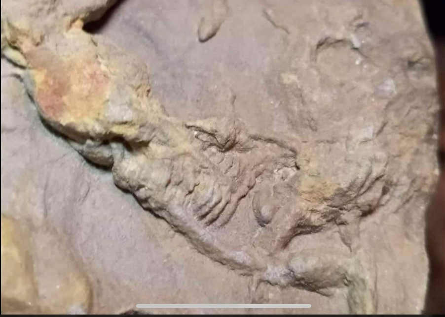 Human fetus? - Fossil ID - The Fossil Forum