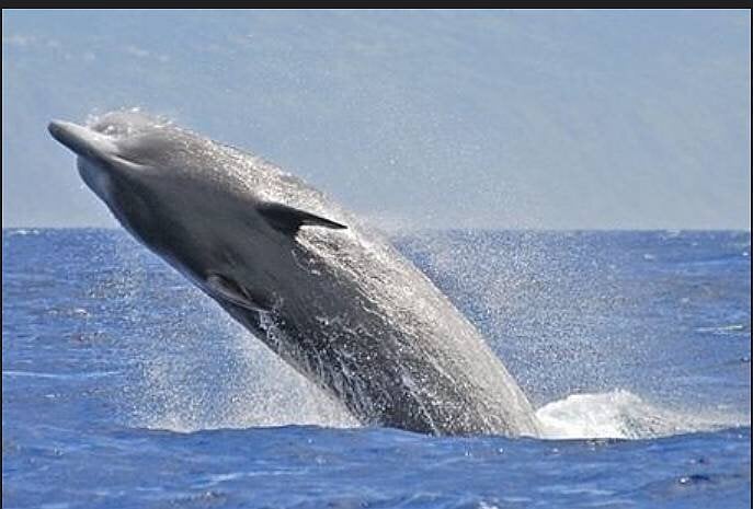 Spade Toothed Whale - Fossil News - The Fossil Forum