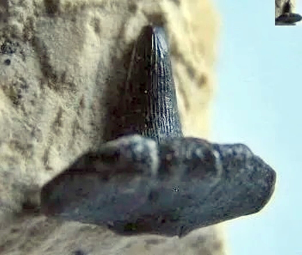 Ancient Sharks - Member Collections - The Fossil Forum