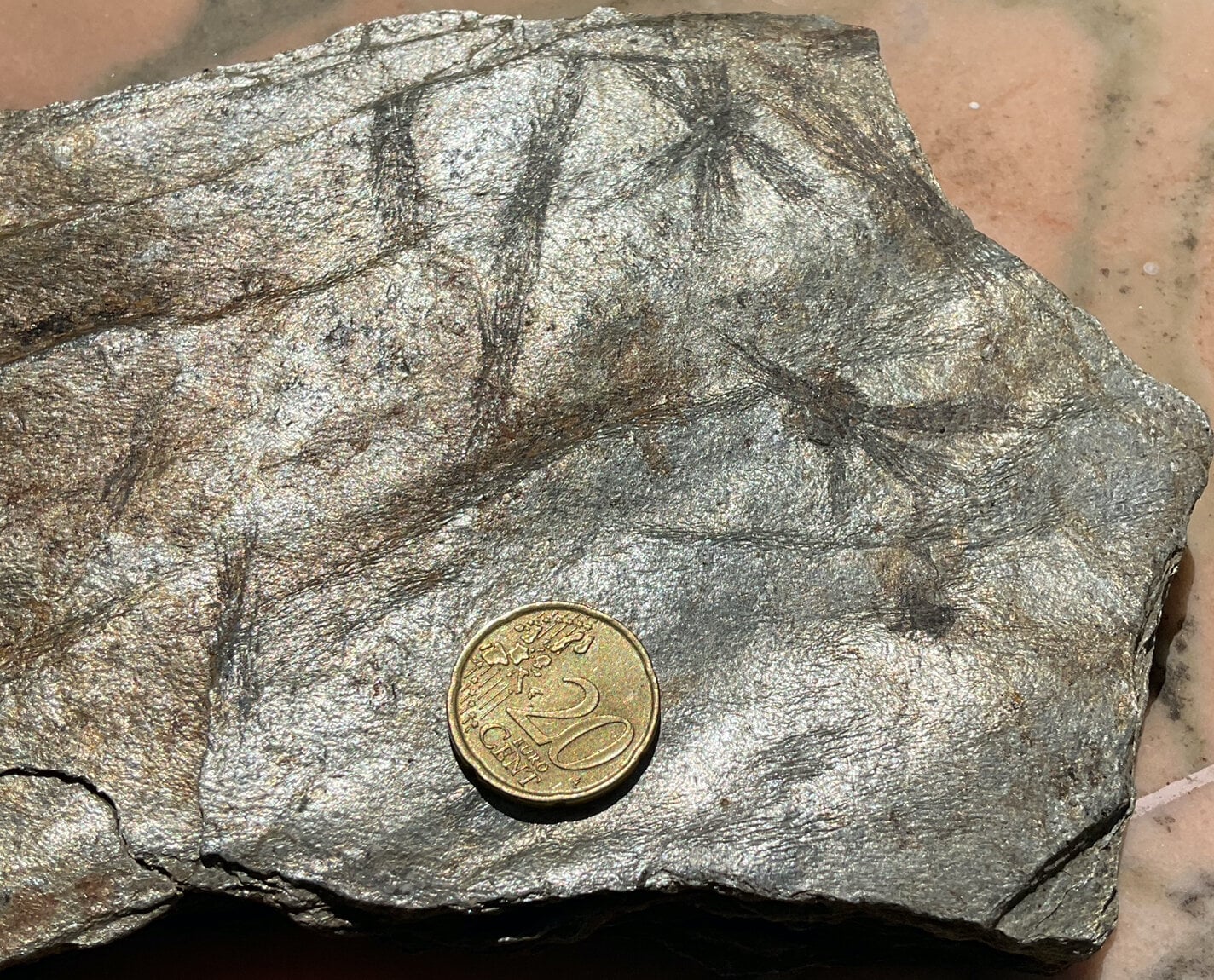 Fossil or mineral? Found in Douro river area (near Porto, Portugal ...