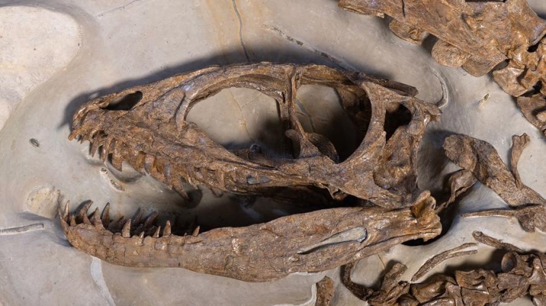 A nearly complete theropod from the Valanginian of France and other ...