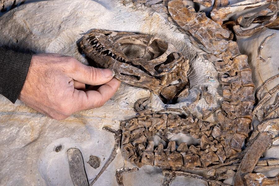 A nearly complete theropod from the Valanginian of France and other ...