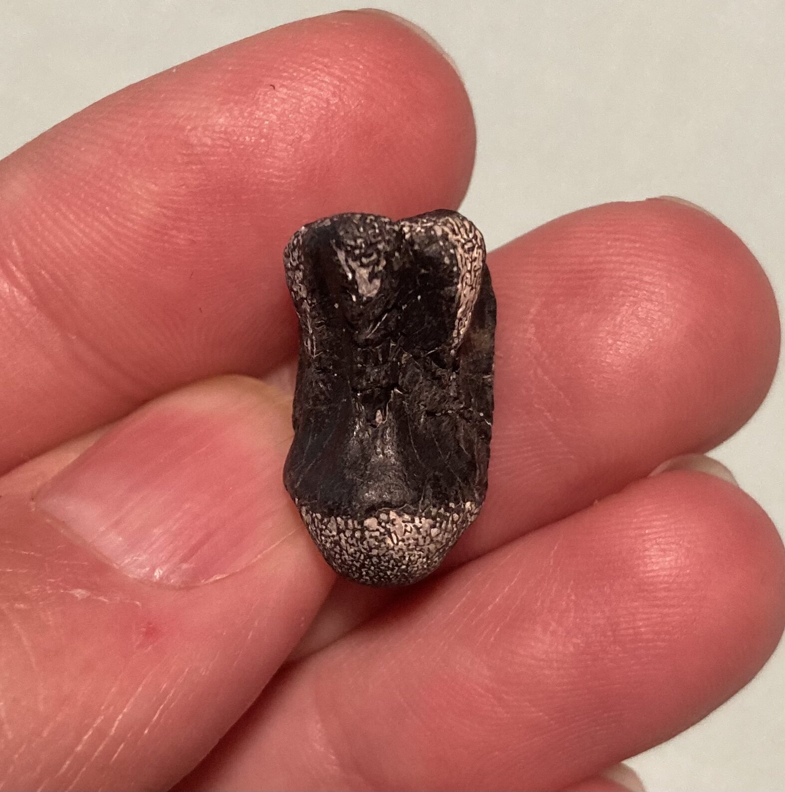 Isle of Wight reptile bones (Early Cretaceous, Wessex Formation ...