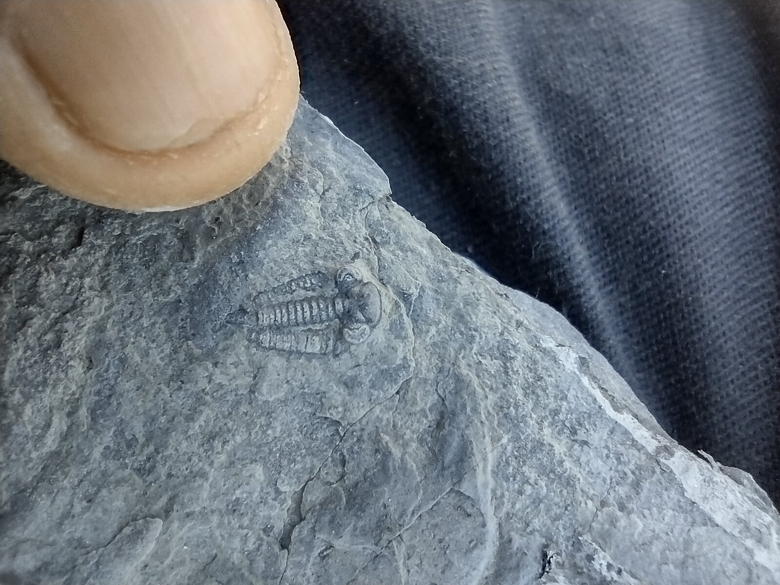 Two Days in the Ordovician - Fossil Hunting Trips - The Fossil Forum