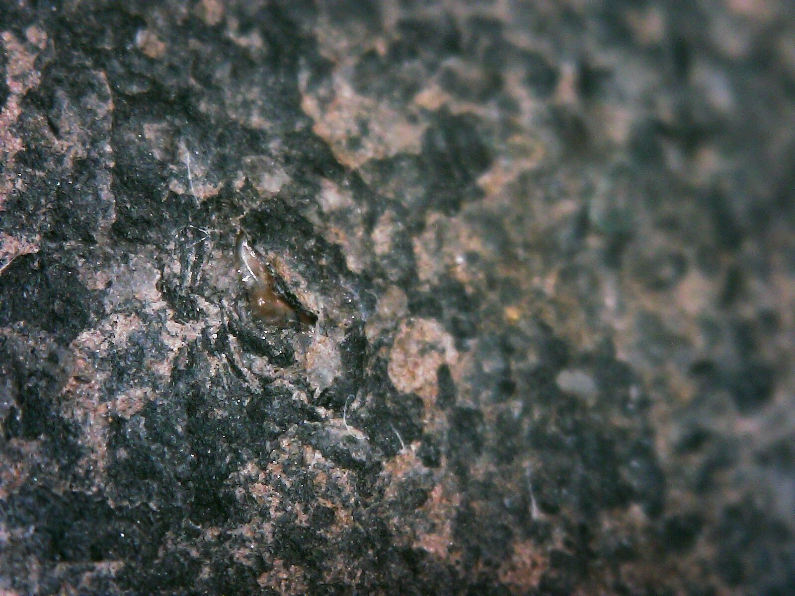 Anyone got an idea? Stark Shale Fish Blob (Missouri) - Fossil ID - The ...