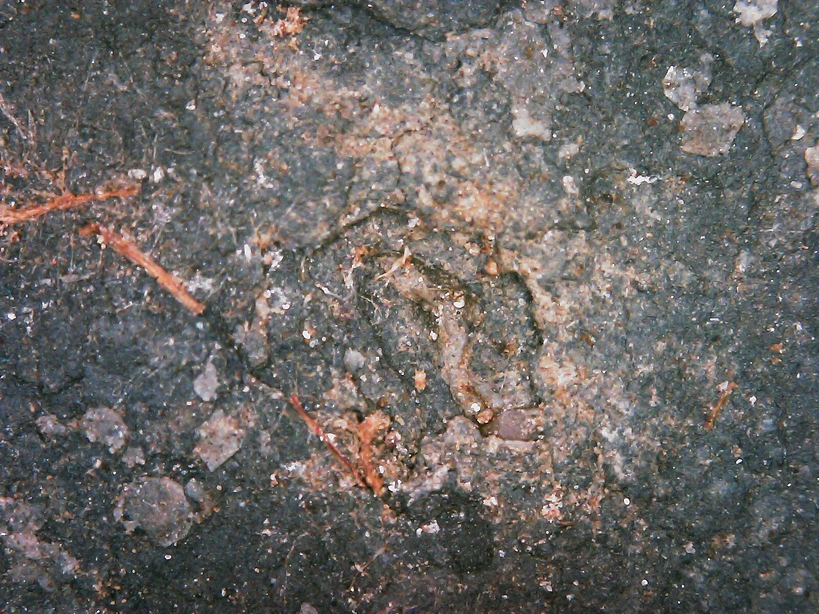 Anyone got an idea? Stark Shale Fish Blob (Missouri) - Fossil ID - The ...