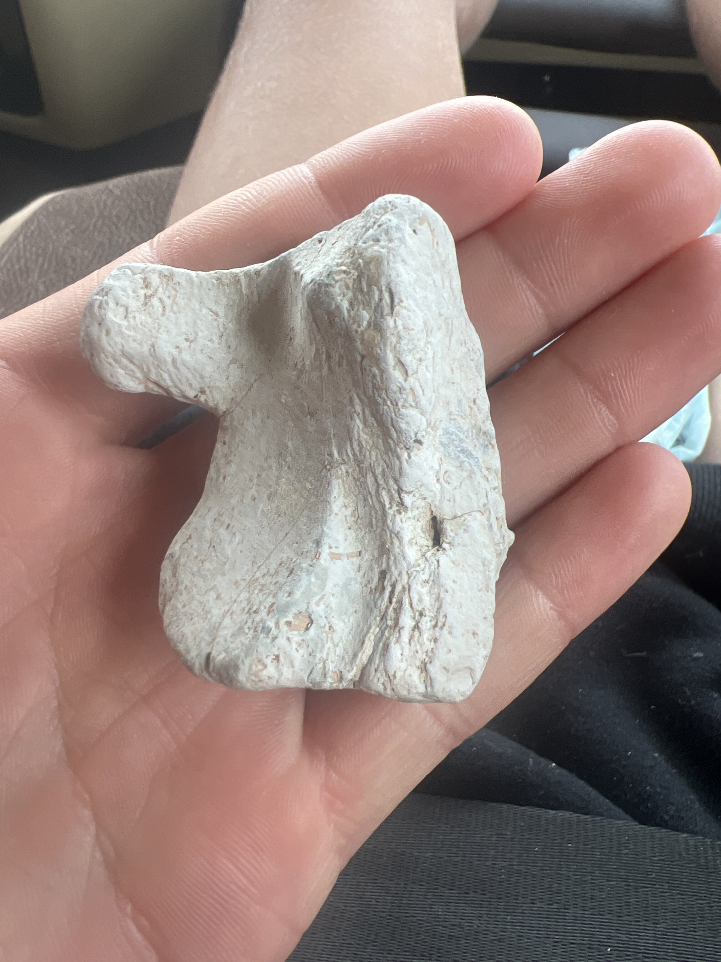 Fossilized bone - Fossil ID - The Fossil Forum