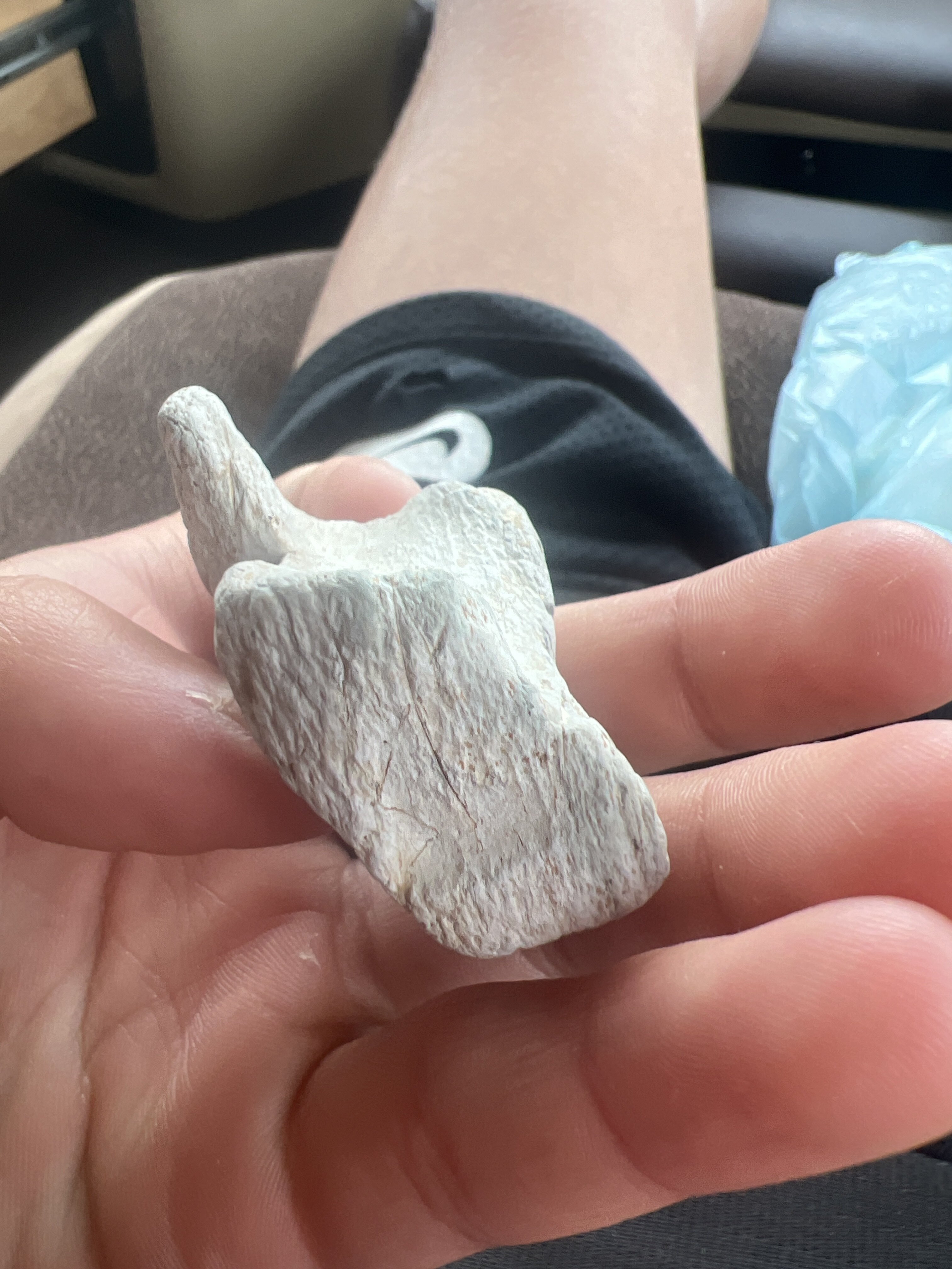 Fossilized bone - Fossil ID - The Fossil Forum