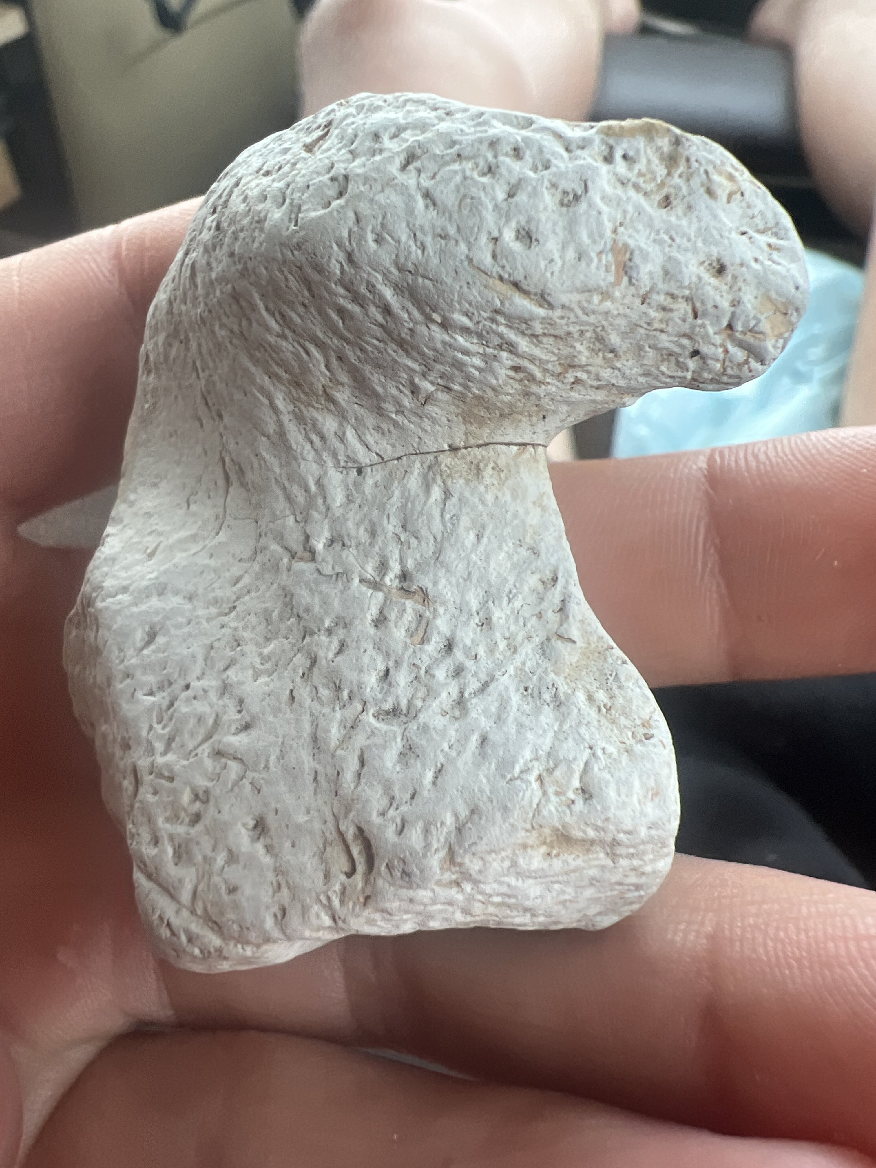Fossilized bone - Fossil ID - The Fossil Forum