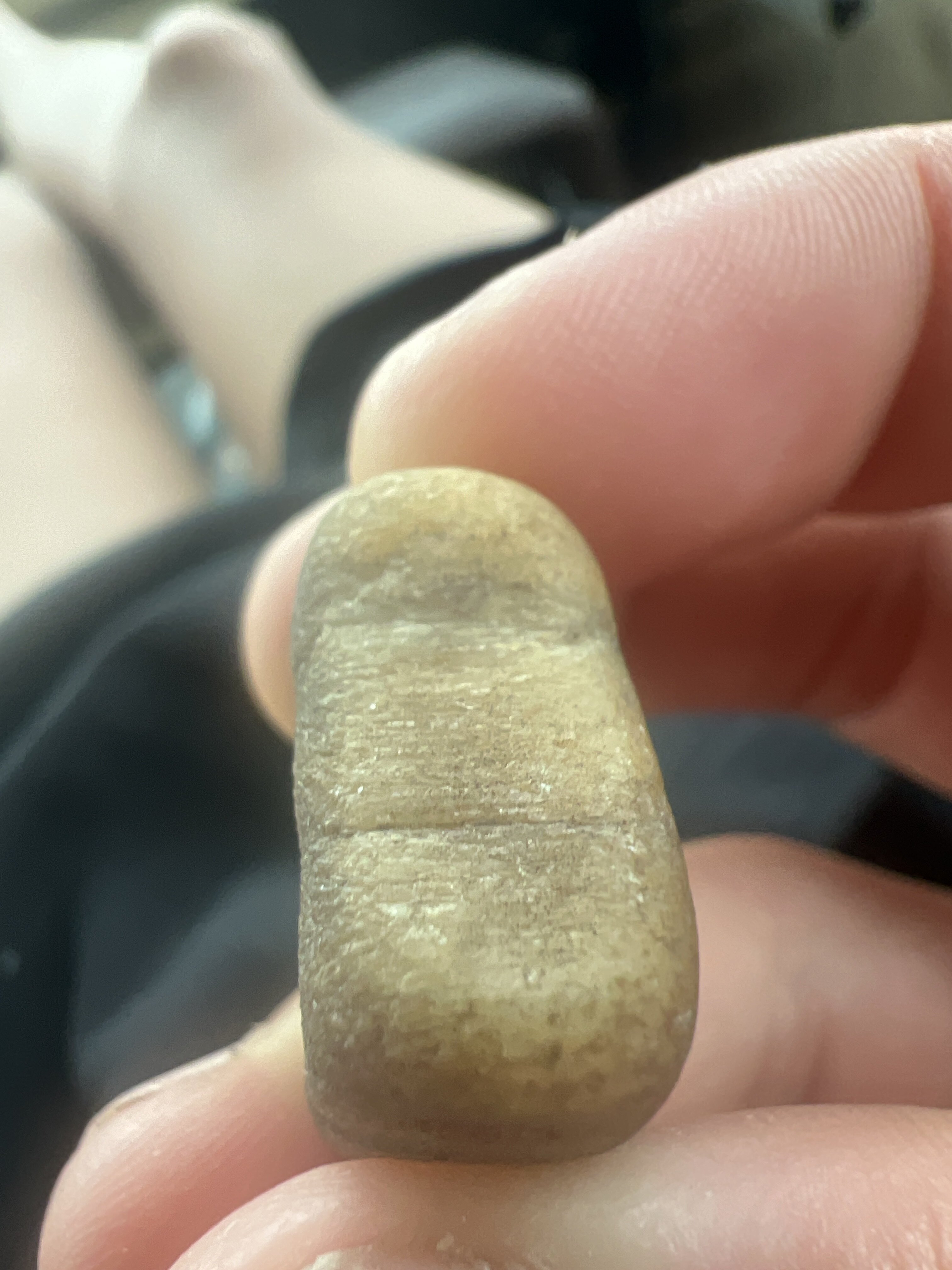 Unidentified fossilized bone - Fossil ID - The Fossil Forum