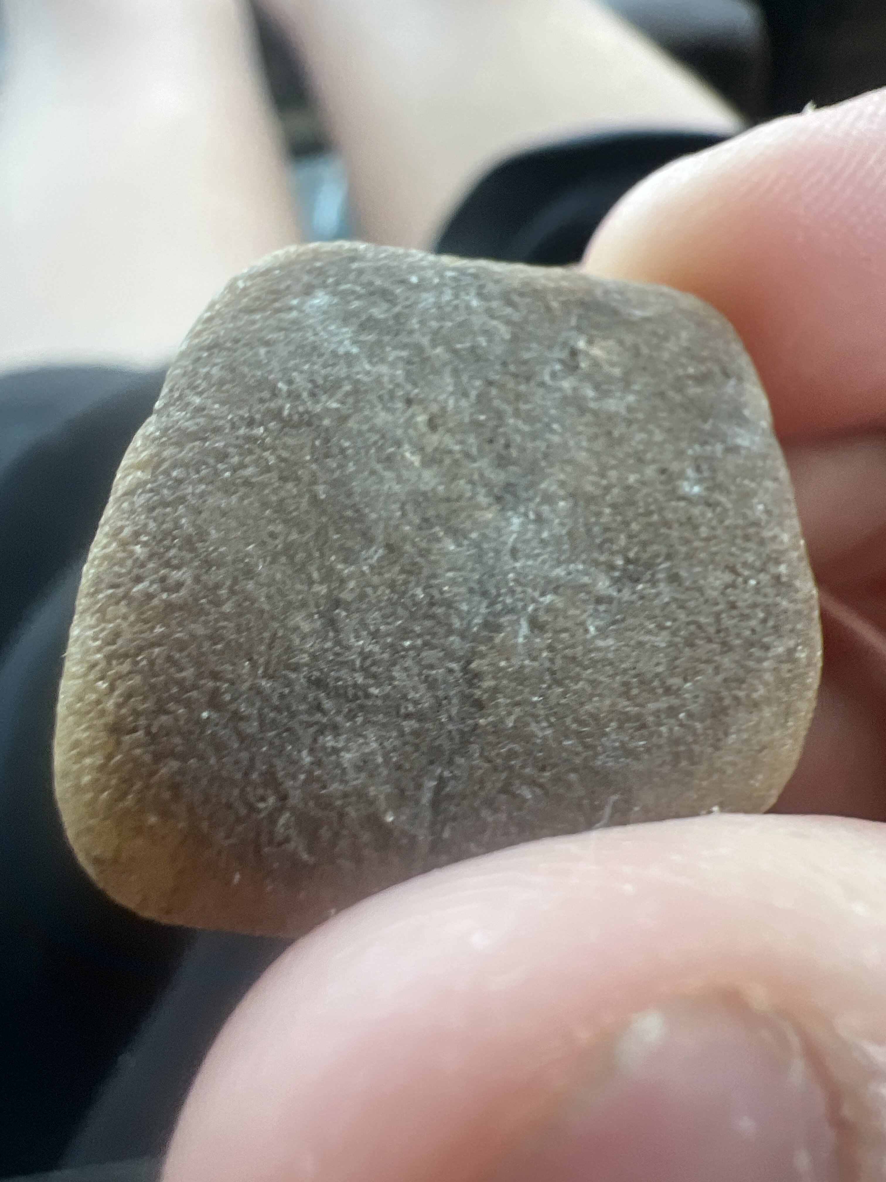 Unidentified fossilized bone - Fossil ID - The Fossil Forum