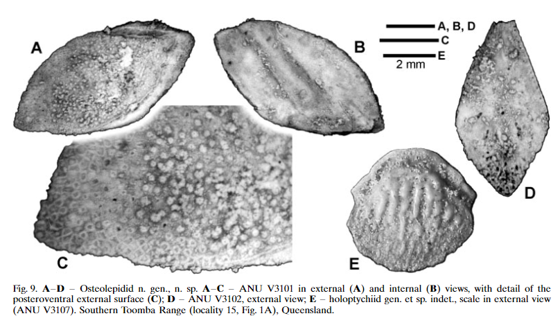 Devonian fish scales in internal view photos? - General Fossil ...