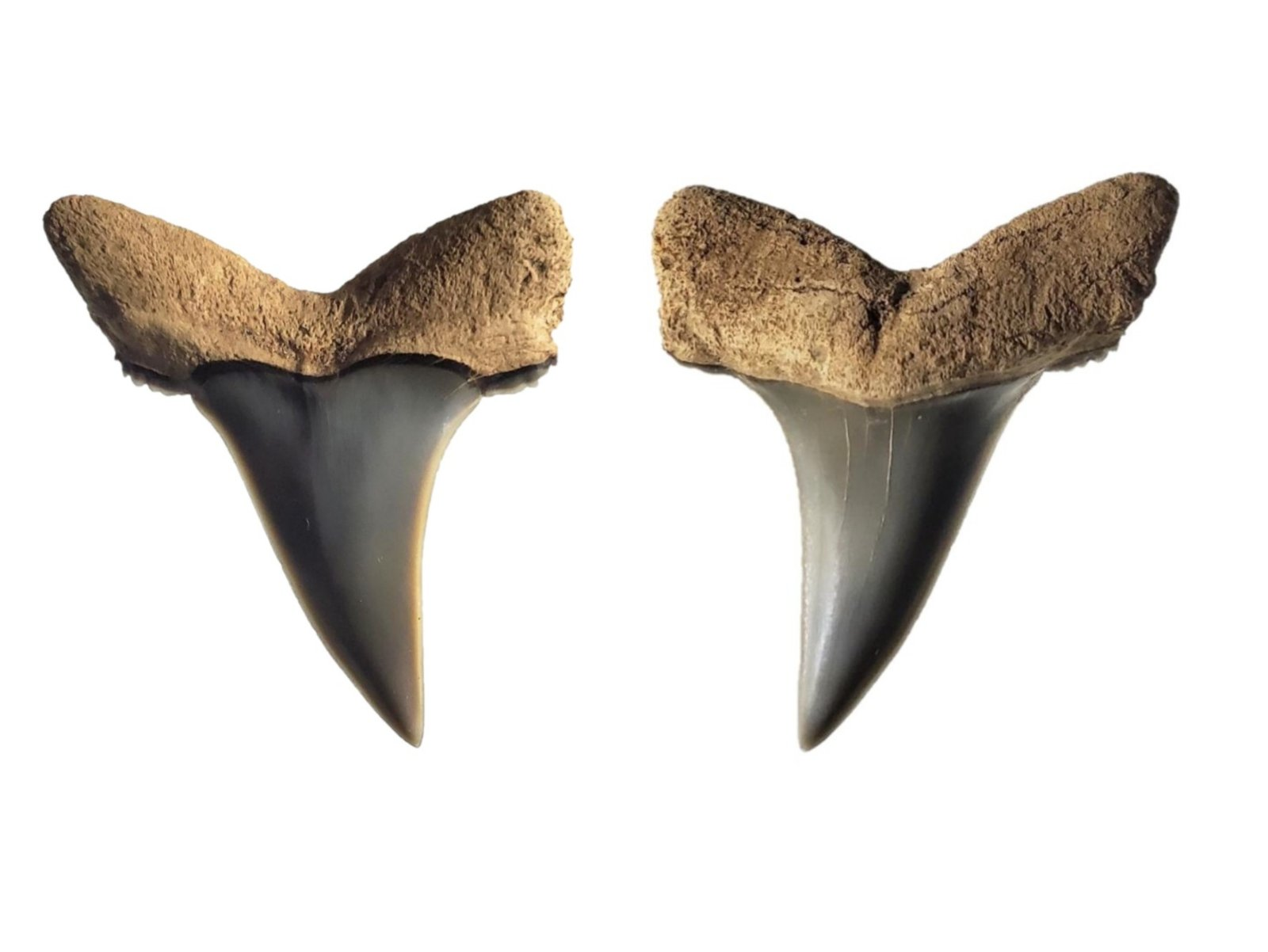 What Is Your Favorite Shark Tooth? - General Fossil Discussion - The ...