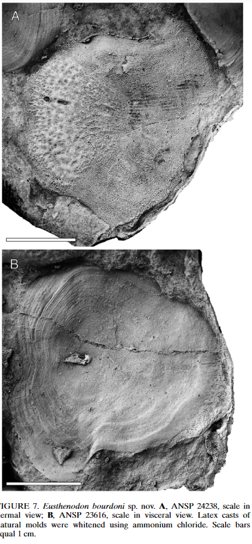 Devonian fish scales in internal view photos? - General Fossil ...