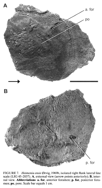 Devonian fish scales in internal view photos? - General Fossil ...