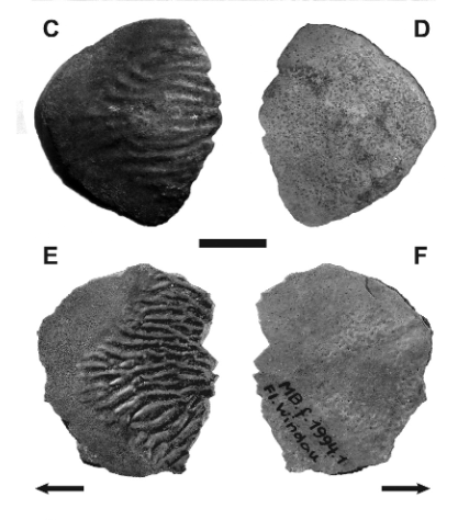 Devonian fish scales in internal view photos? - General Fossil ...
