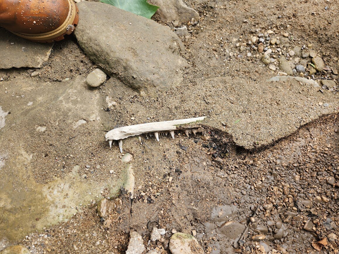Jaw Bone ID - Fossil ID - The Fossil Forum