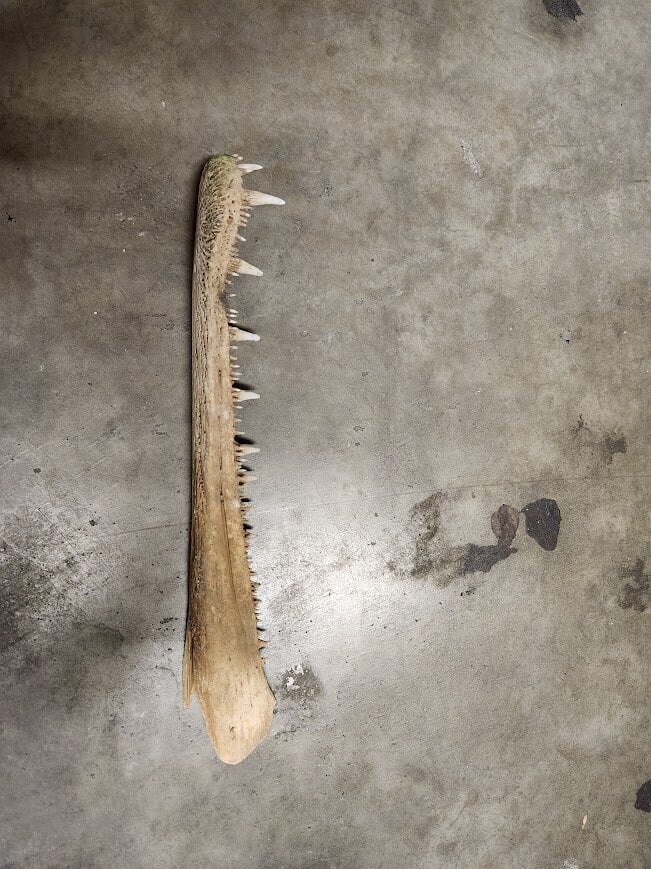 Jaw Bone ID - Fossil ID - The Fossil Forum