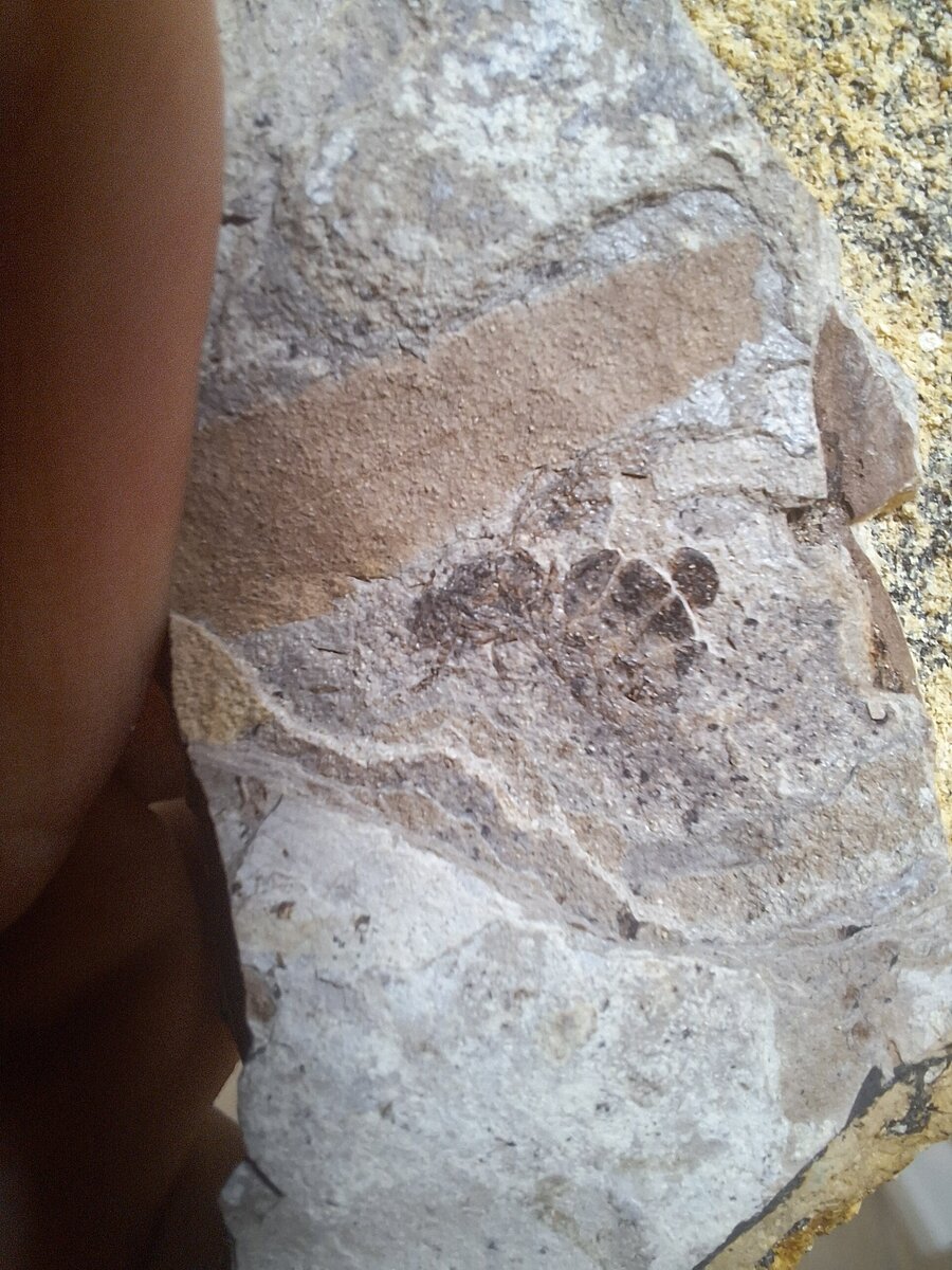 20240602_145226.jpg - Member Collections - The Fossil Forum