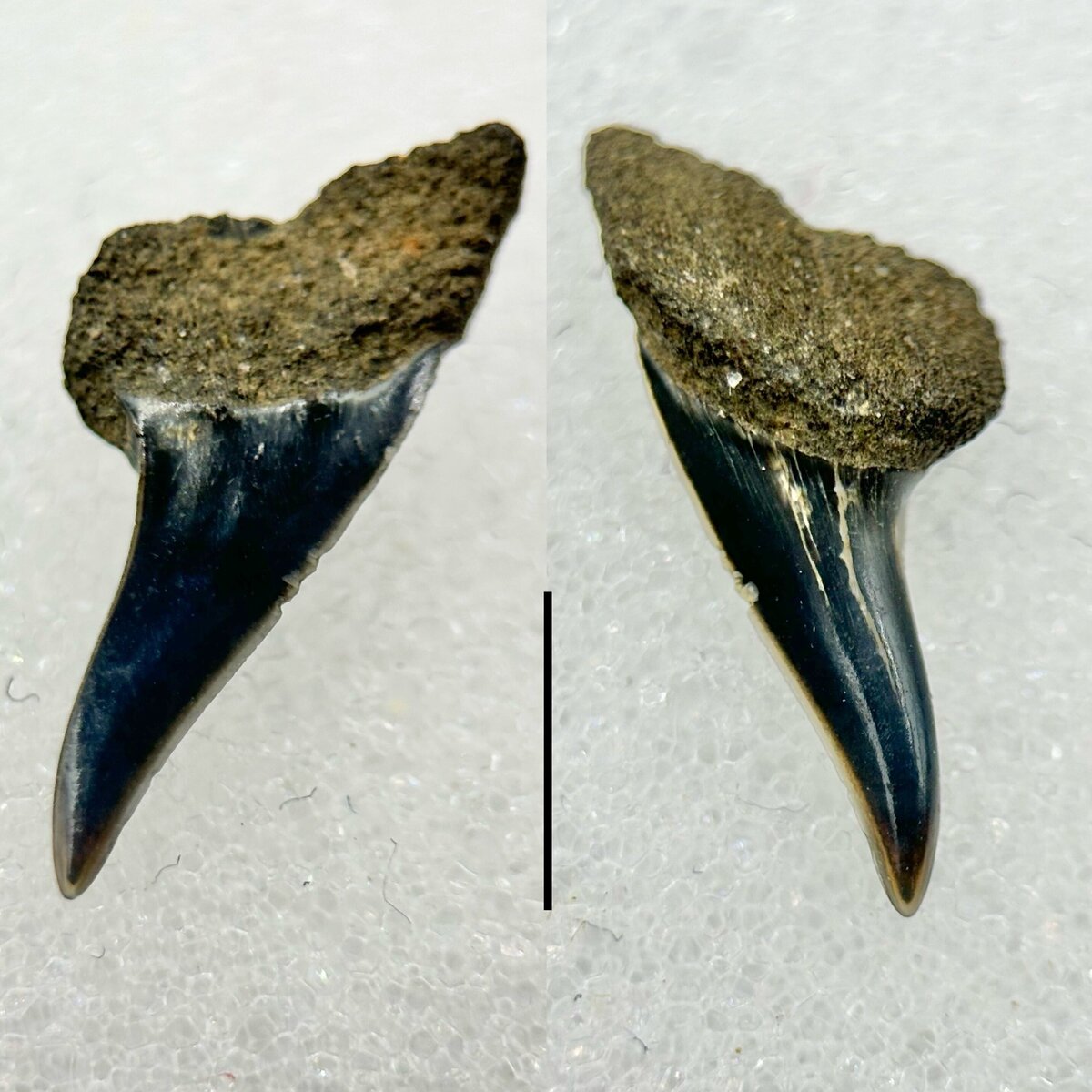 Xiphodolamia ensis - Member Collections - The Fossil Forum
