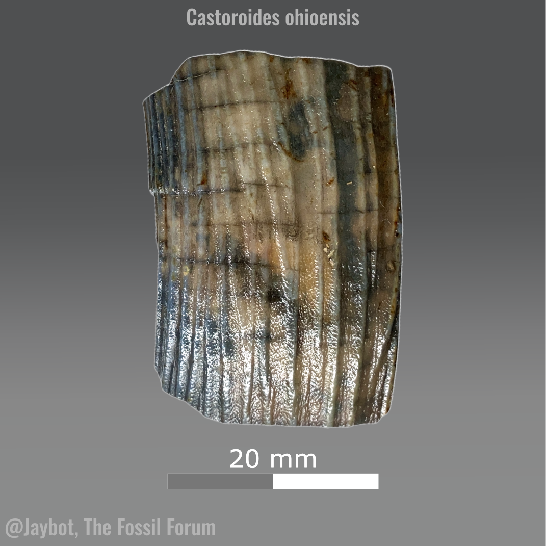 Castoroides ohioensis incisor fragment 'Giant Beaver' - Member ...