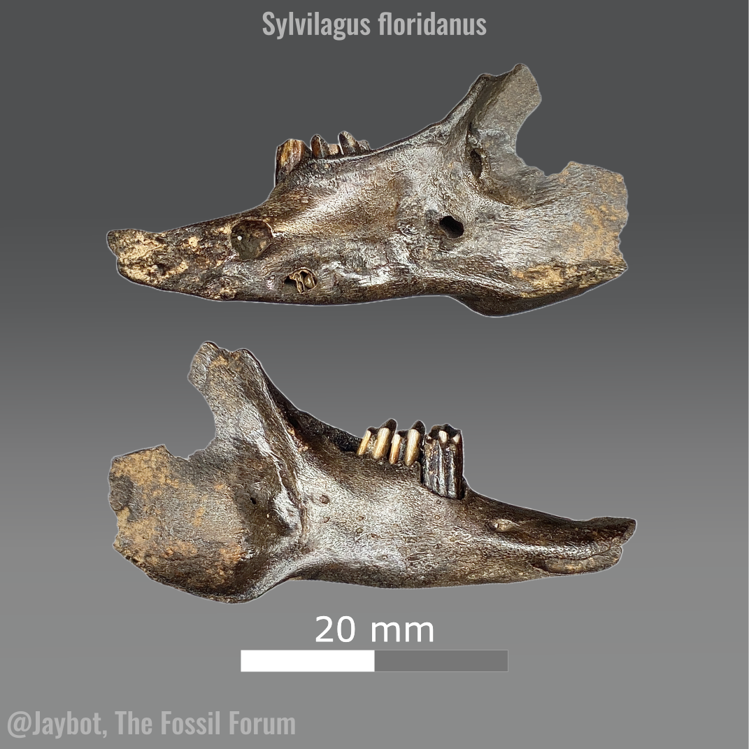 Eastern Cottontail - Sylvilagus floridanus right mandible - Member ...