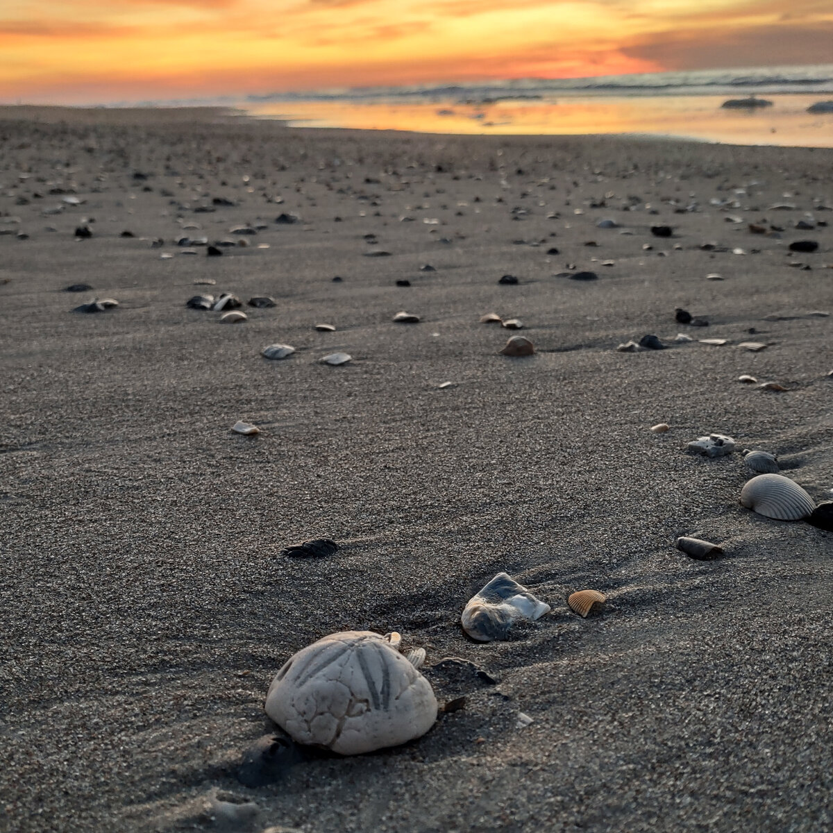 Holden Beach, NC • Cretaceous - Pleistocene - The Fossil Forum