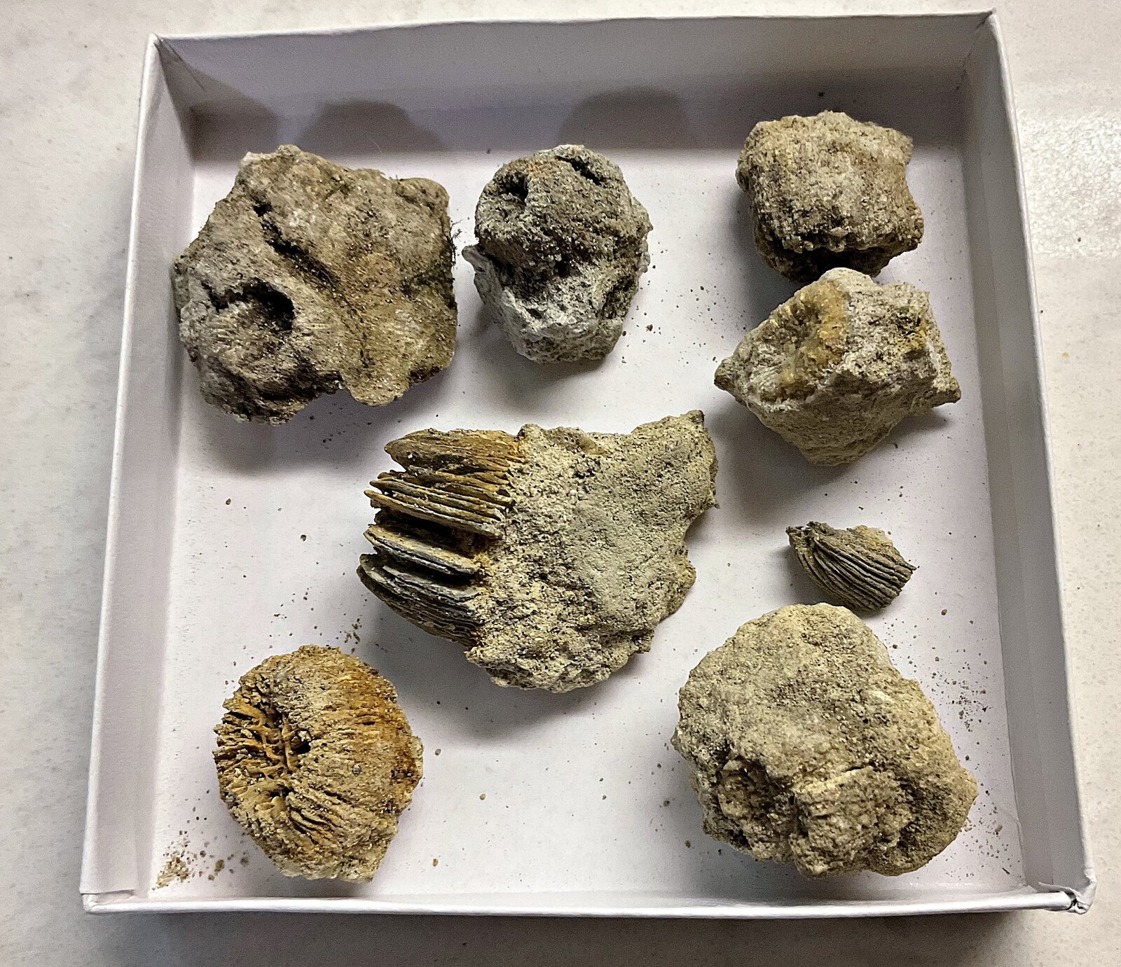 Stony Paleocene Corals from New Jersey - Member Collections - The ...