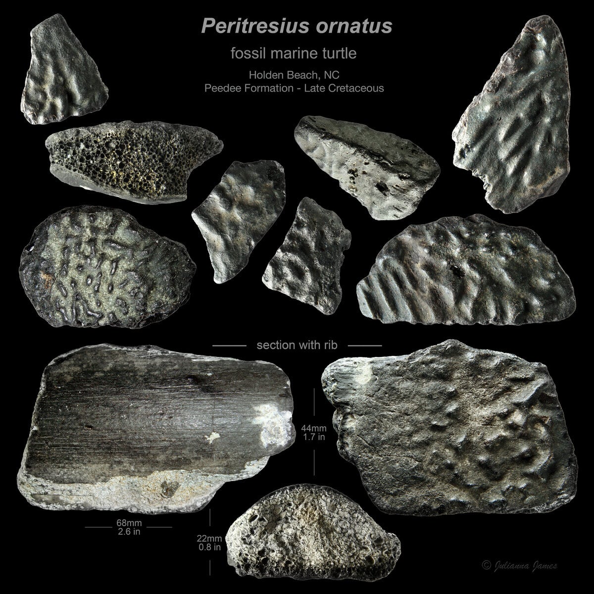 Peritresius ornatus - Member Collections - The Fossil Forum