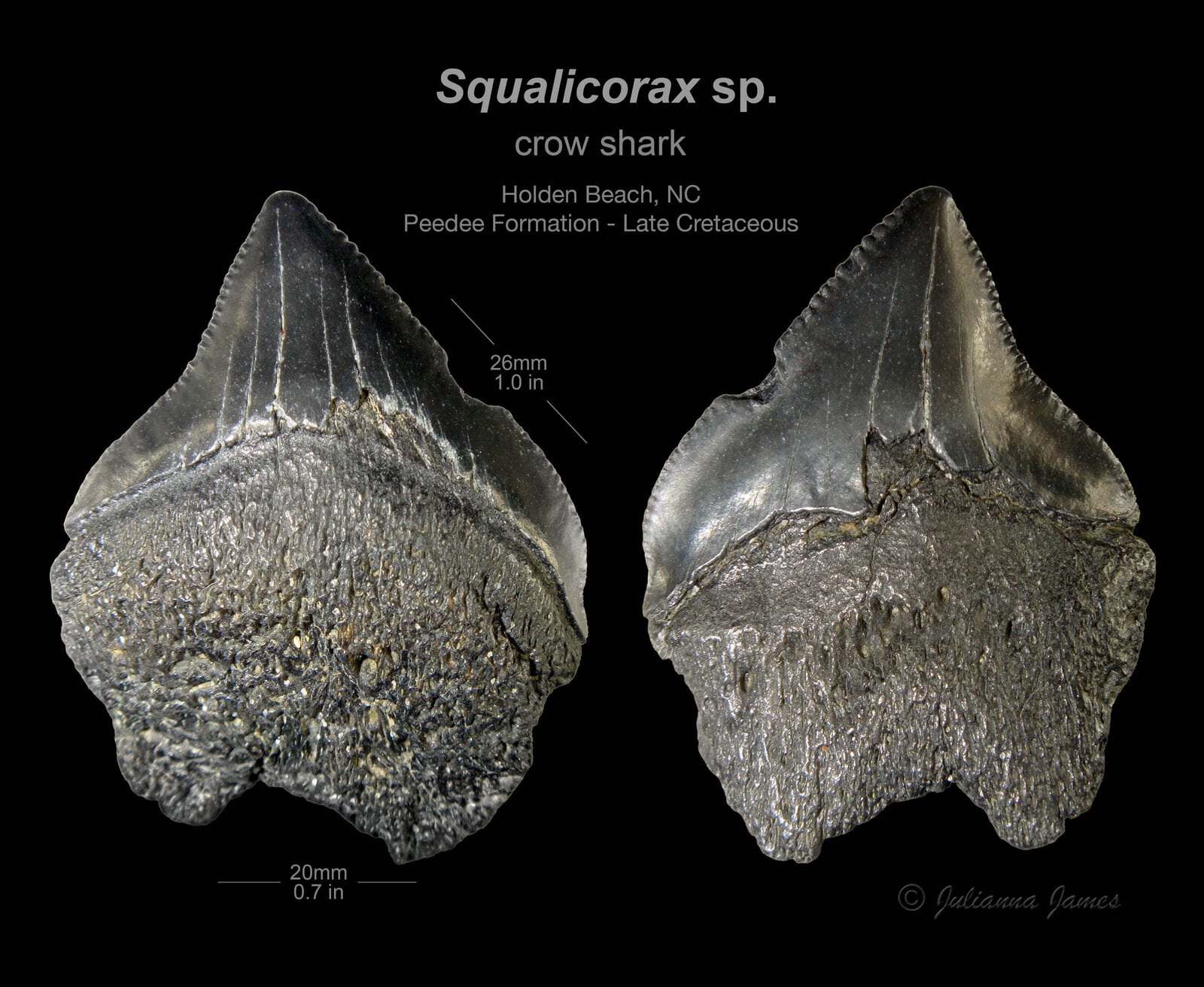 Squalicorax sp.single - Member Collections - The Fossil Forum