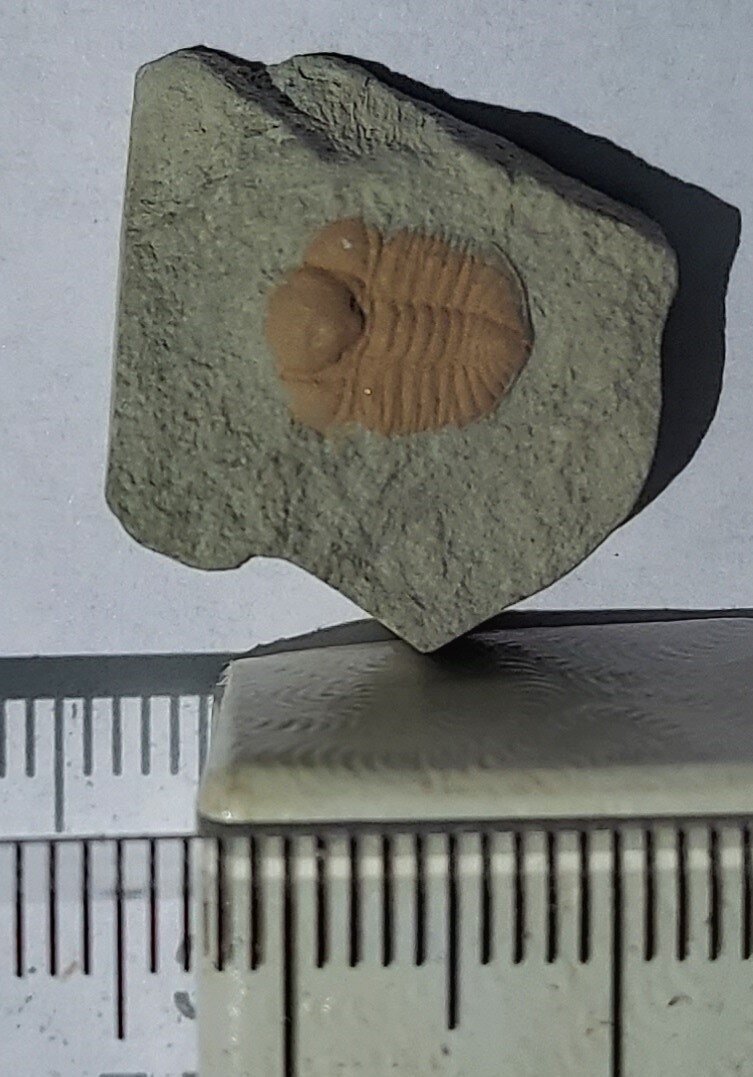 Trilobite Amypxina bellatula2 Ord Maquoketa, Edgewood MO.jpg ...
