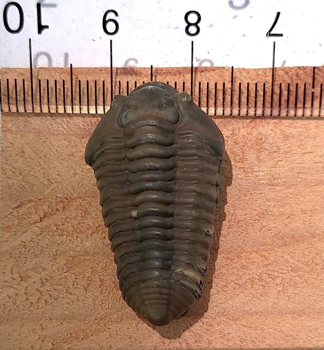 Trilobite Flexicalymene retrorsaOrdArnheimMtOrabOH.jpg - Trilobites ...