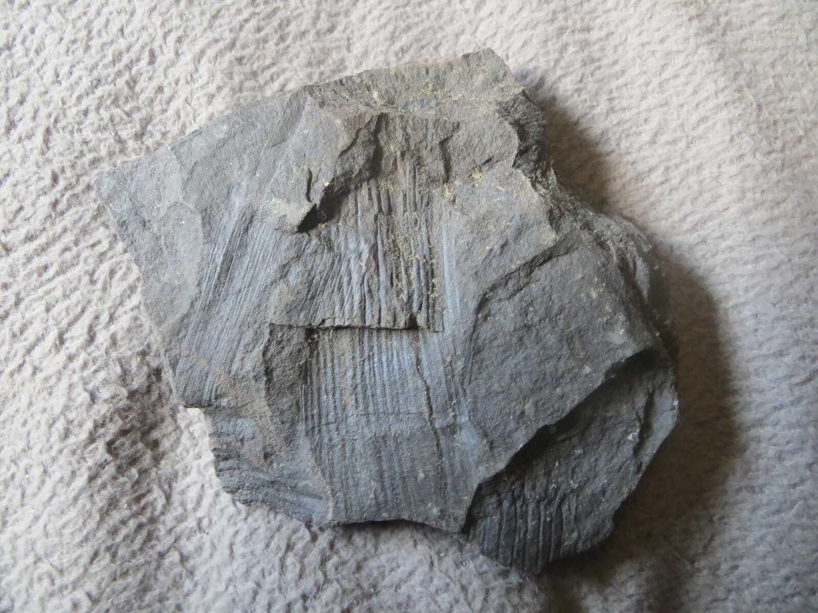 Calamites - Member Collections - The Fossil Forum