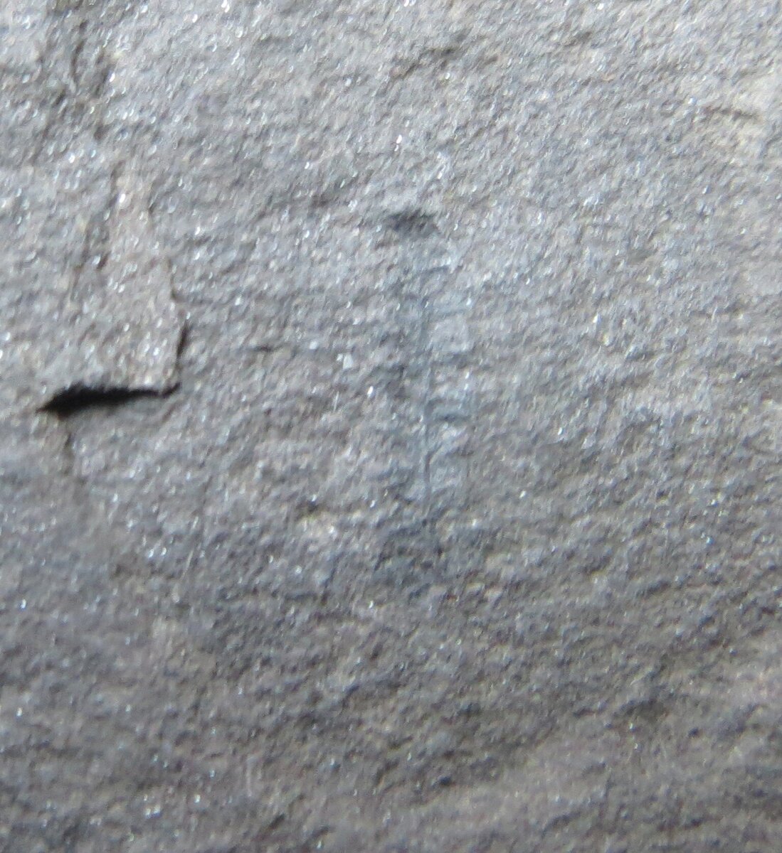 plantfossil11 - Member Collections - The Fossil Forum