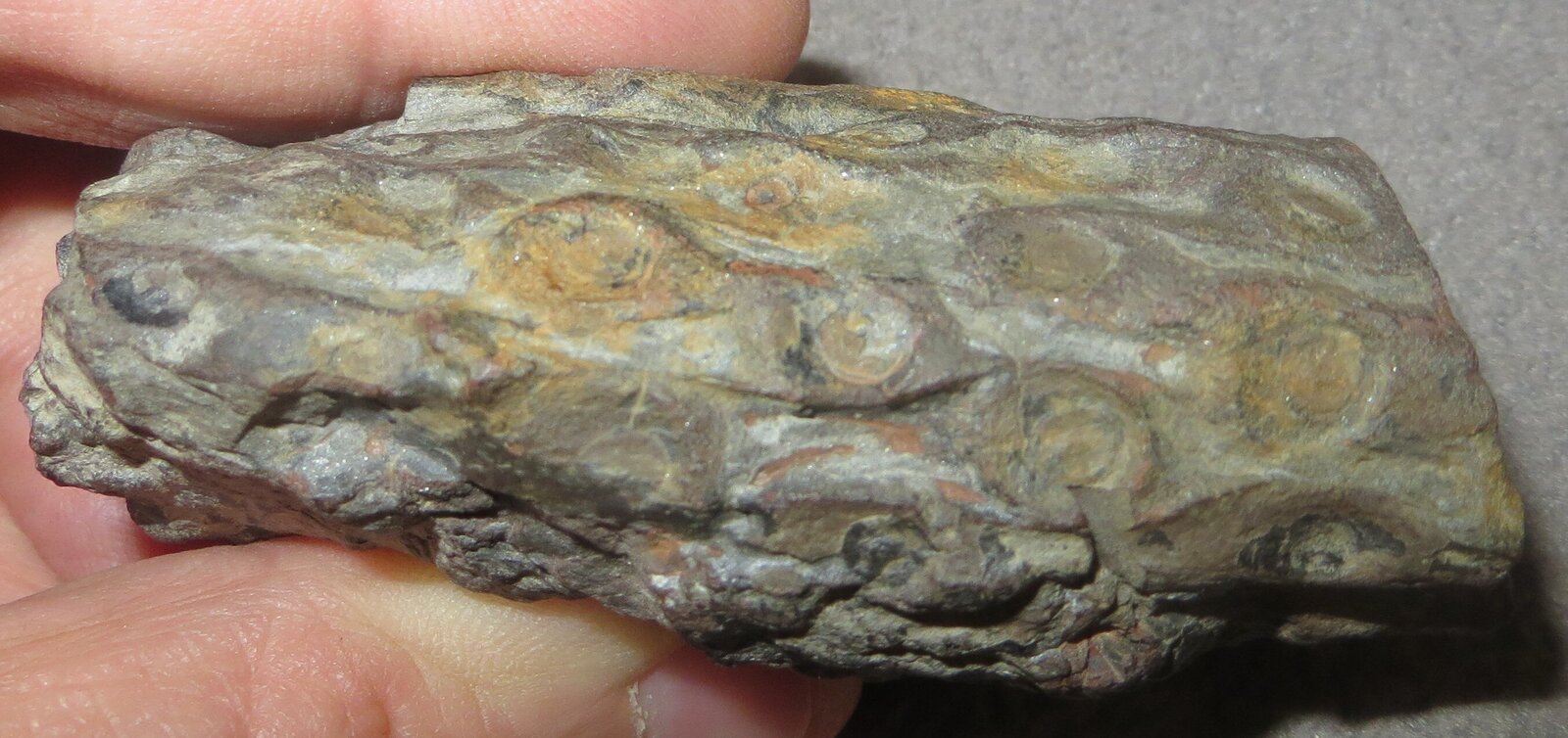 Stigmaria - Member Collections - The Fossil Forum