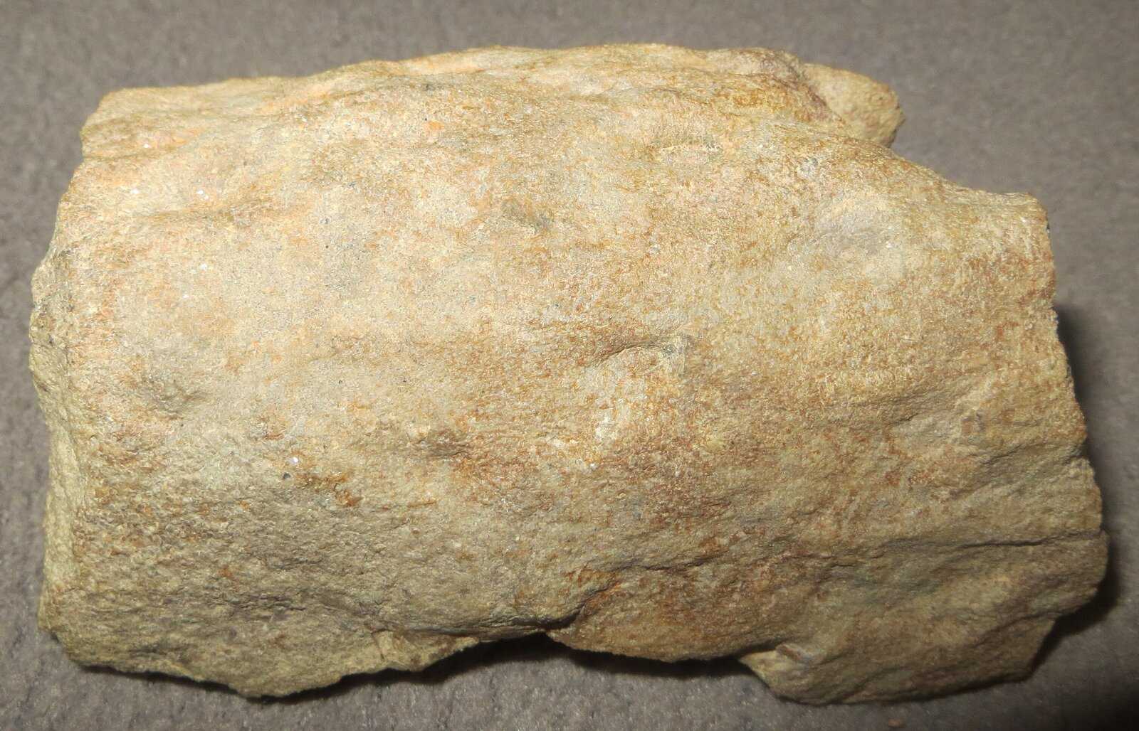 Stigmaria - Member Collections - The Fossil Forum